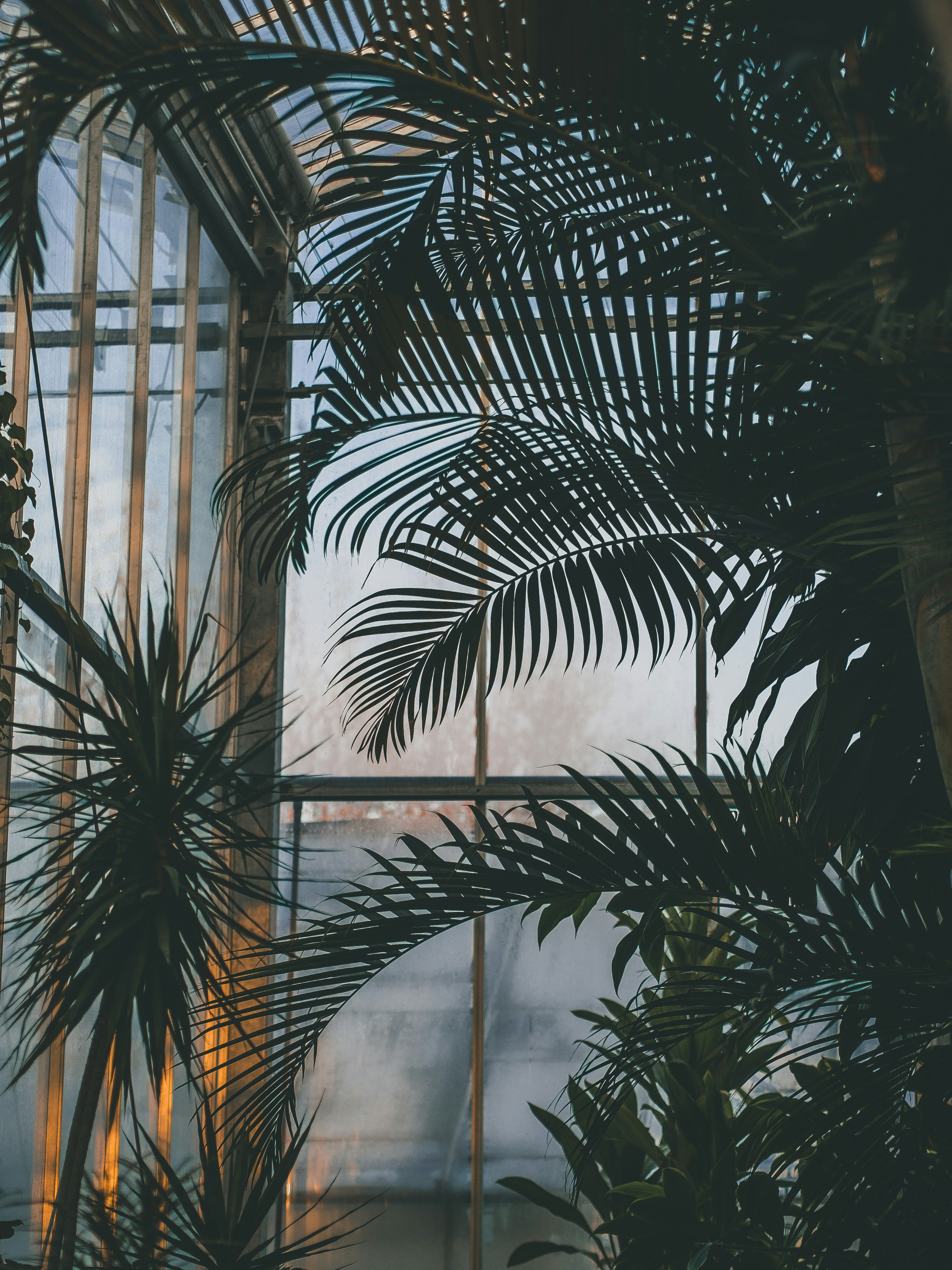 Lush green palm fronds framed by a glass greenhouse, capturing the interplay of light and shadow.