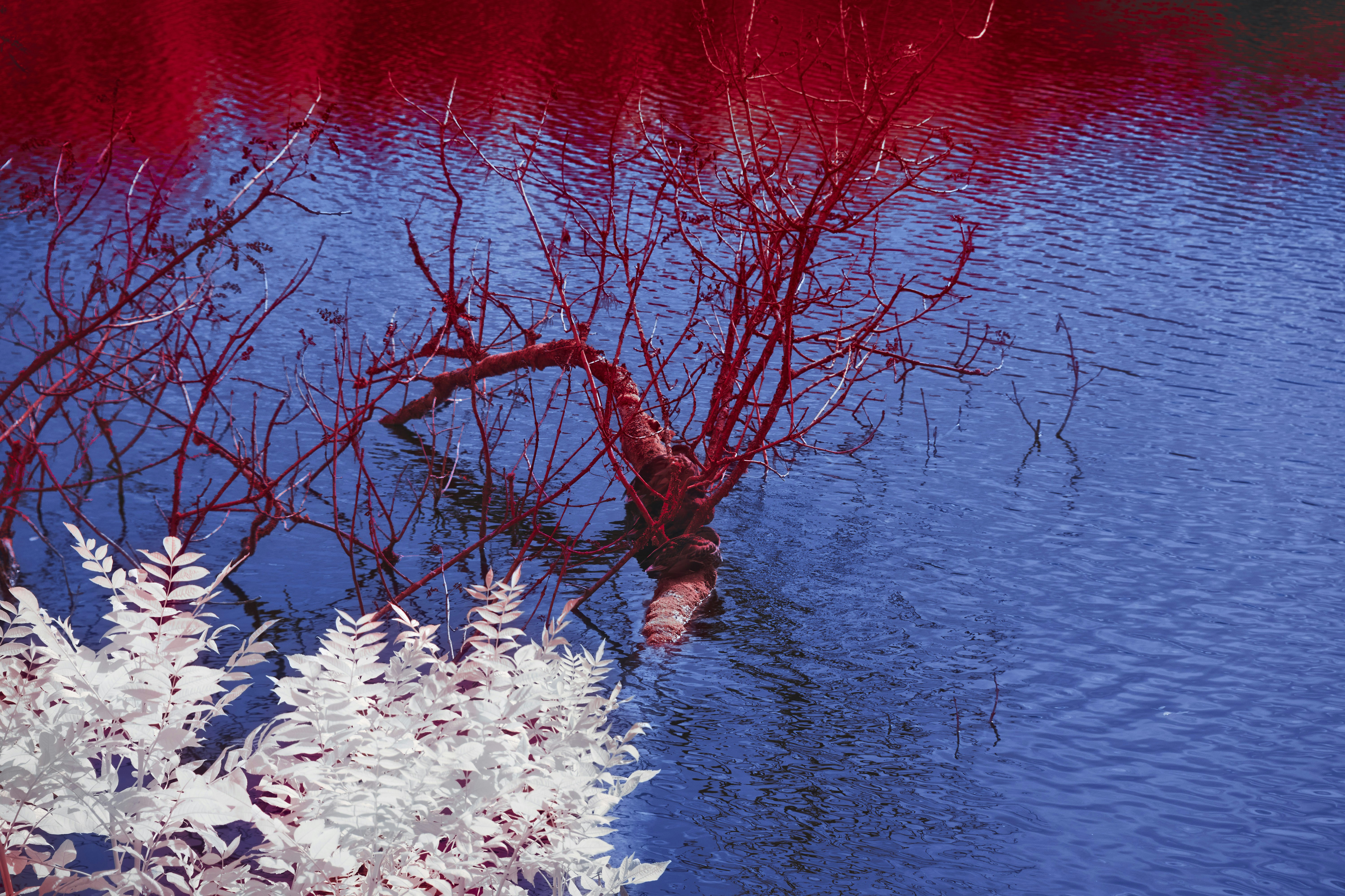 a body of water surrounded by trees and bushes