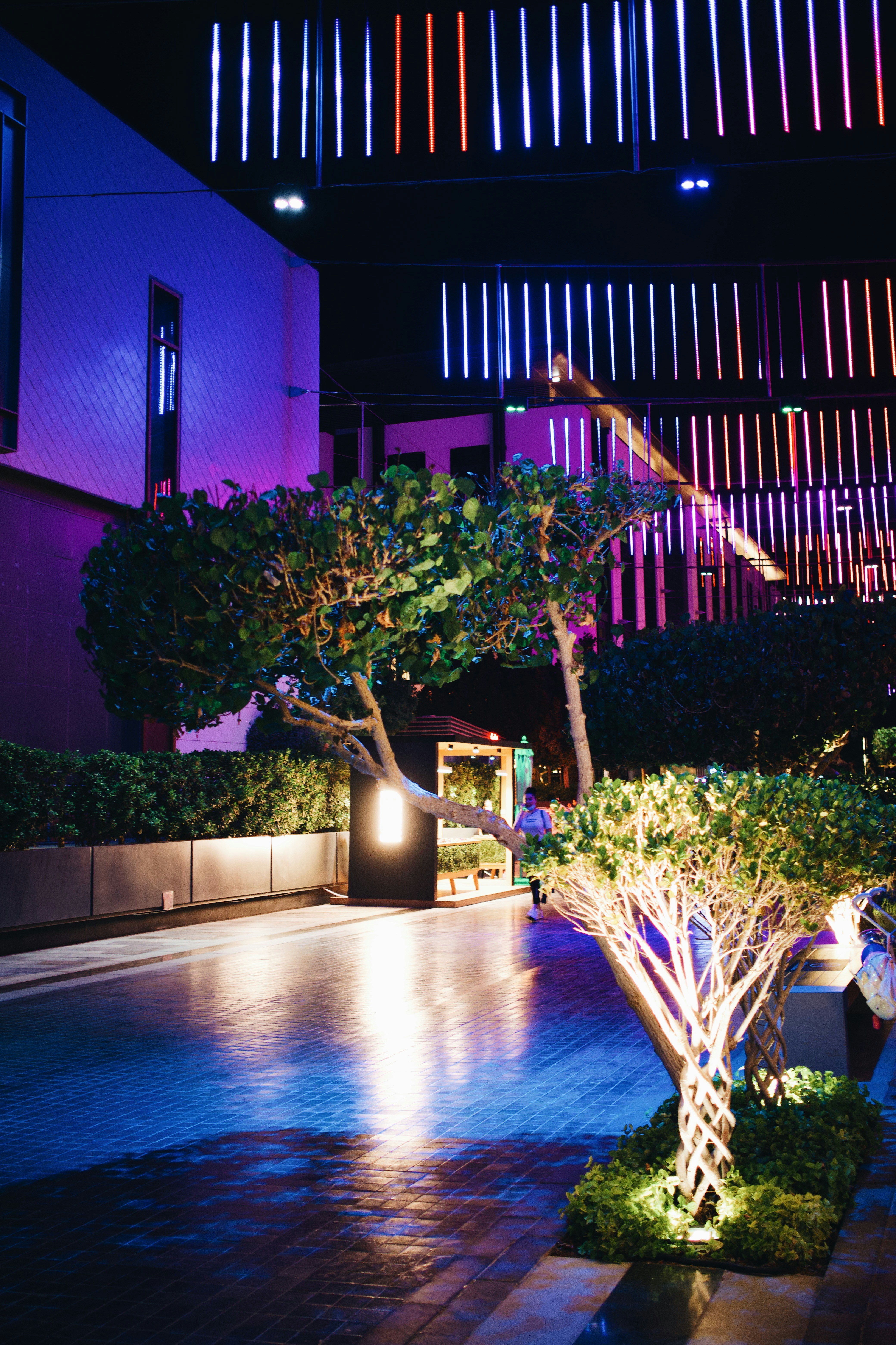 A lit up tree in the middle of a courtyard photo – Free Lighting Image ...