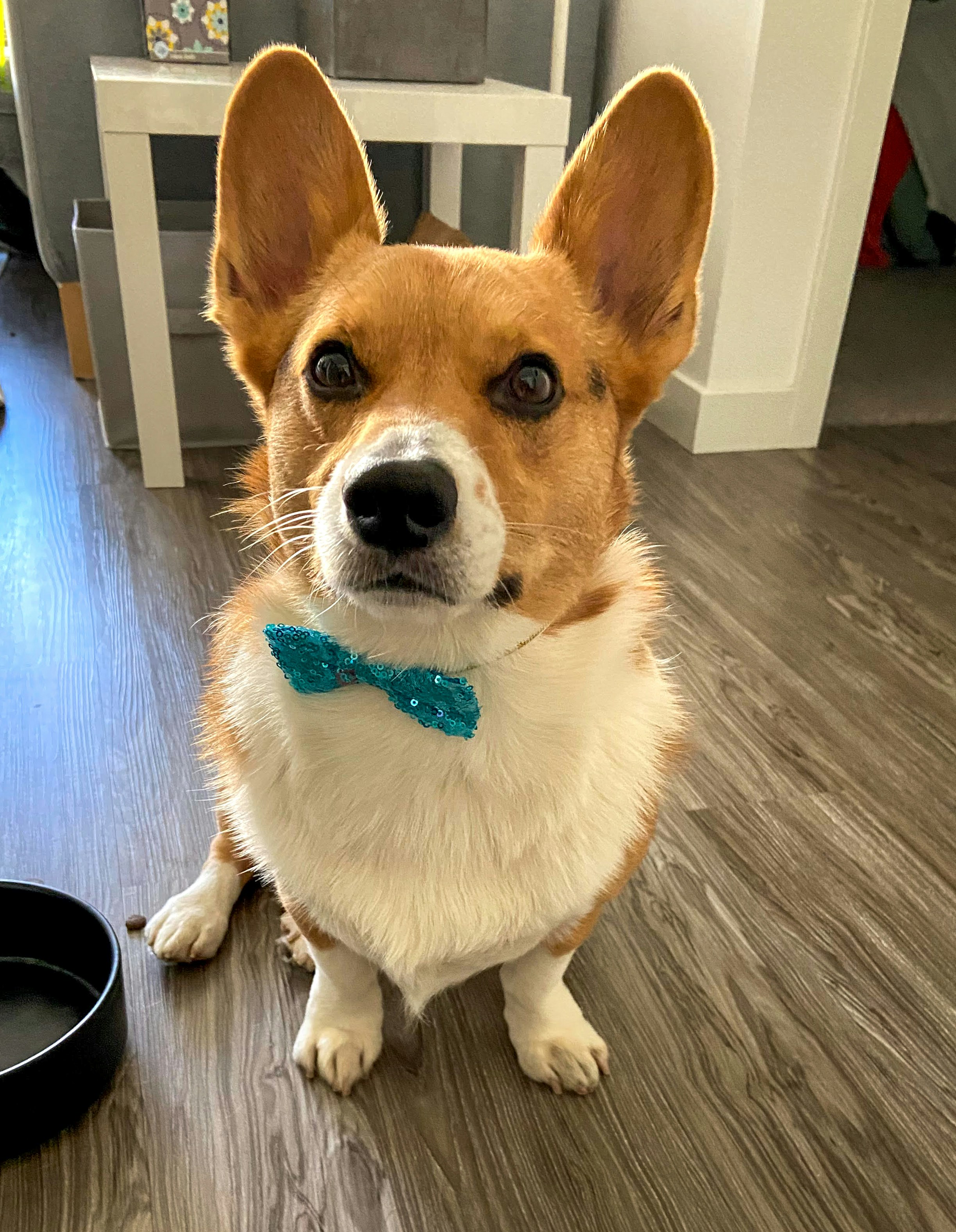 Teal Bow Tie Pup: A Corgi's Curious Gaze in a Cozy Living Room