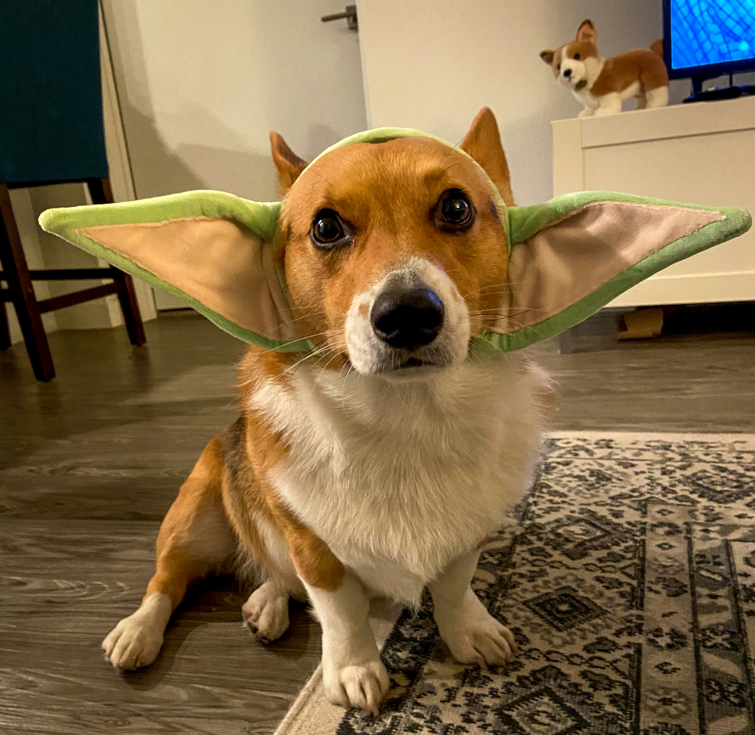 Whimsical Canine Cosplay: A Corgi's Delight