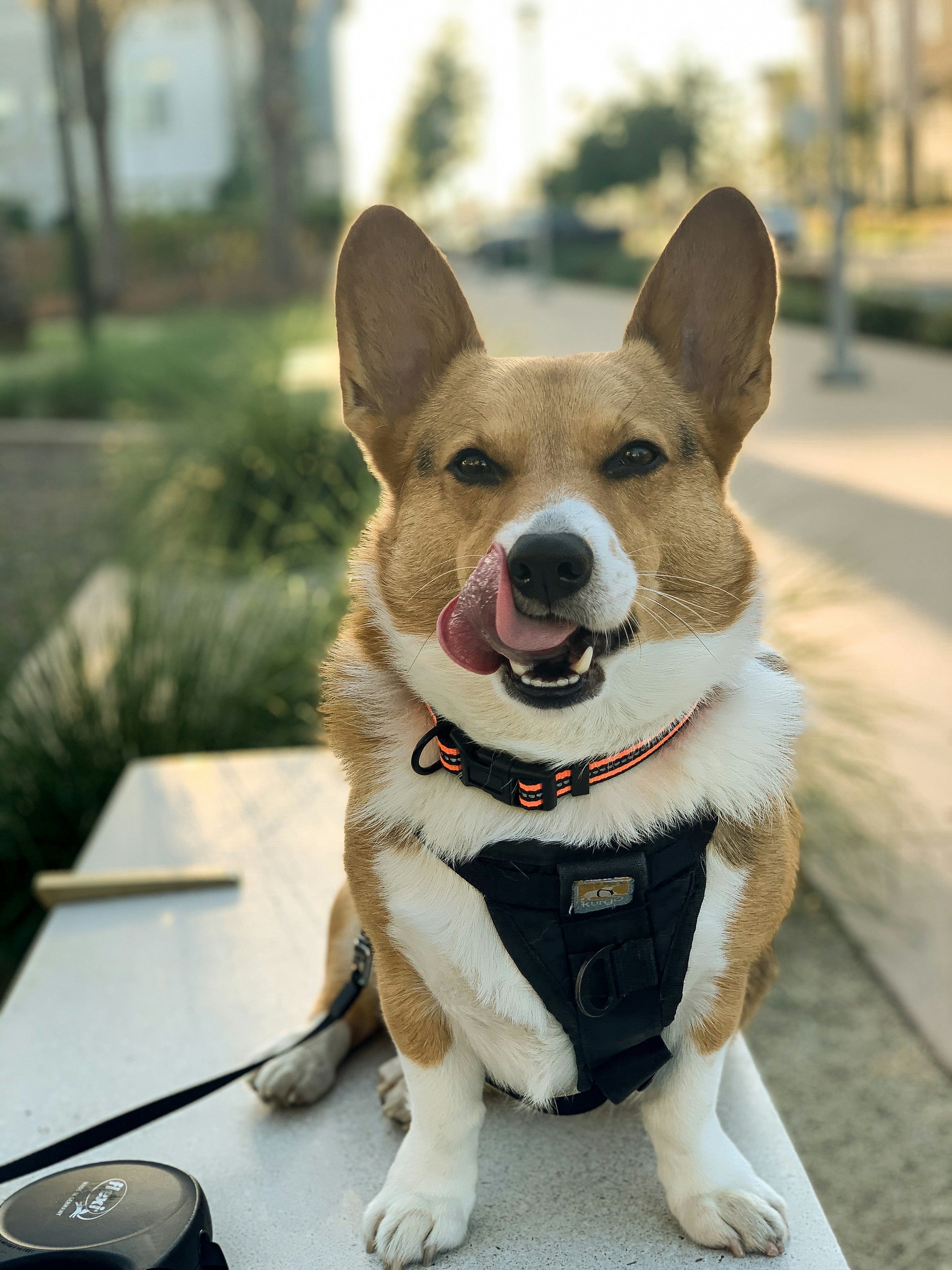 Amber-hour Corgi Portrait: Tongue-Wagging Cheer on a Park Bench