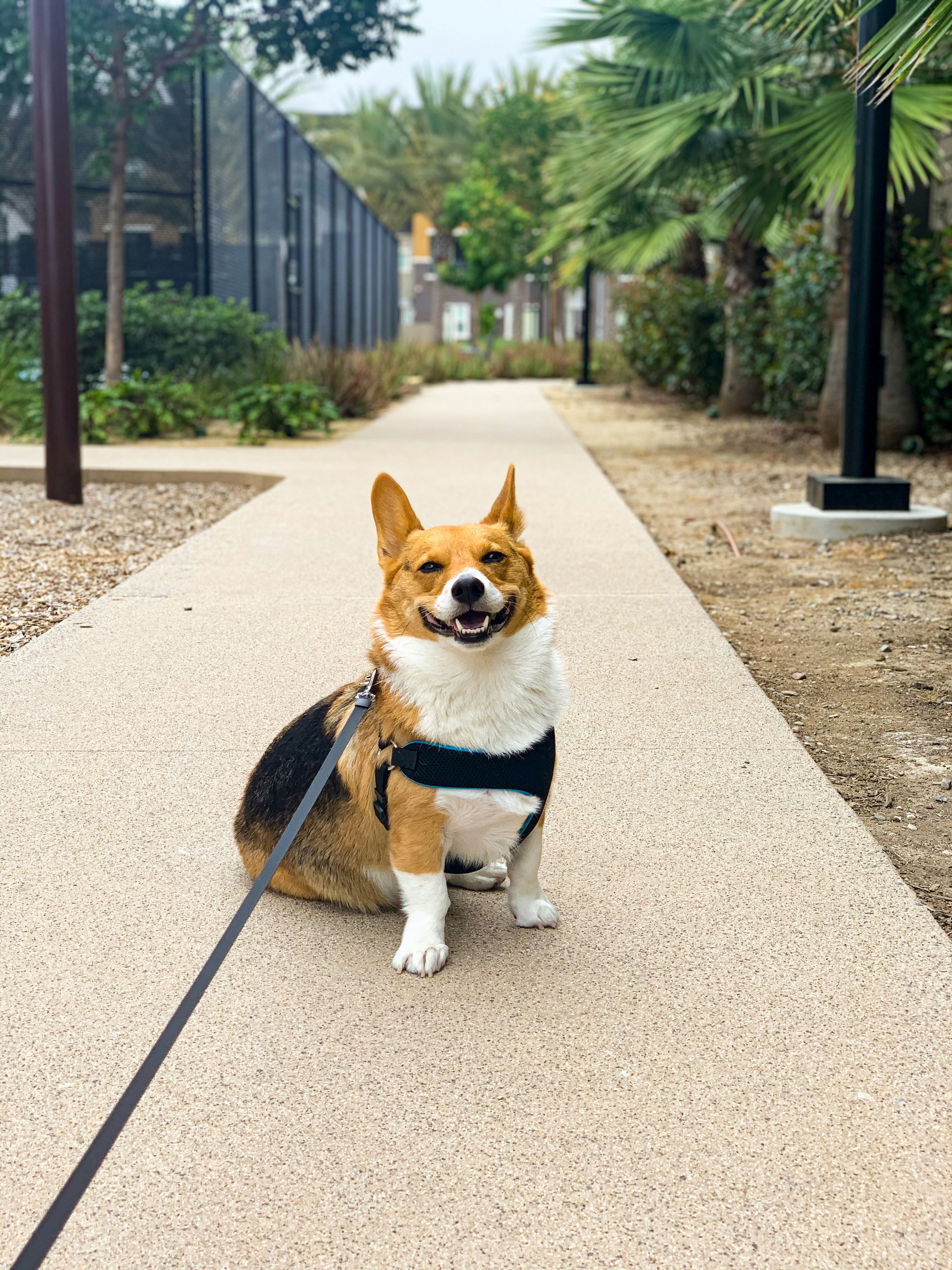 Corgi sitting on a pathway, wearing a harness, with lush greenery and palm trees in the background.