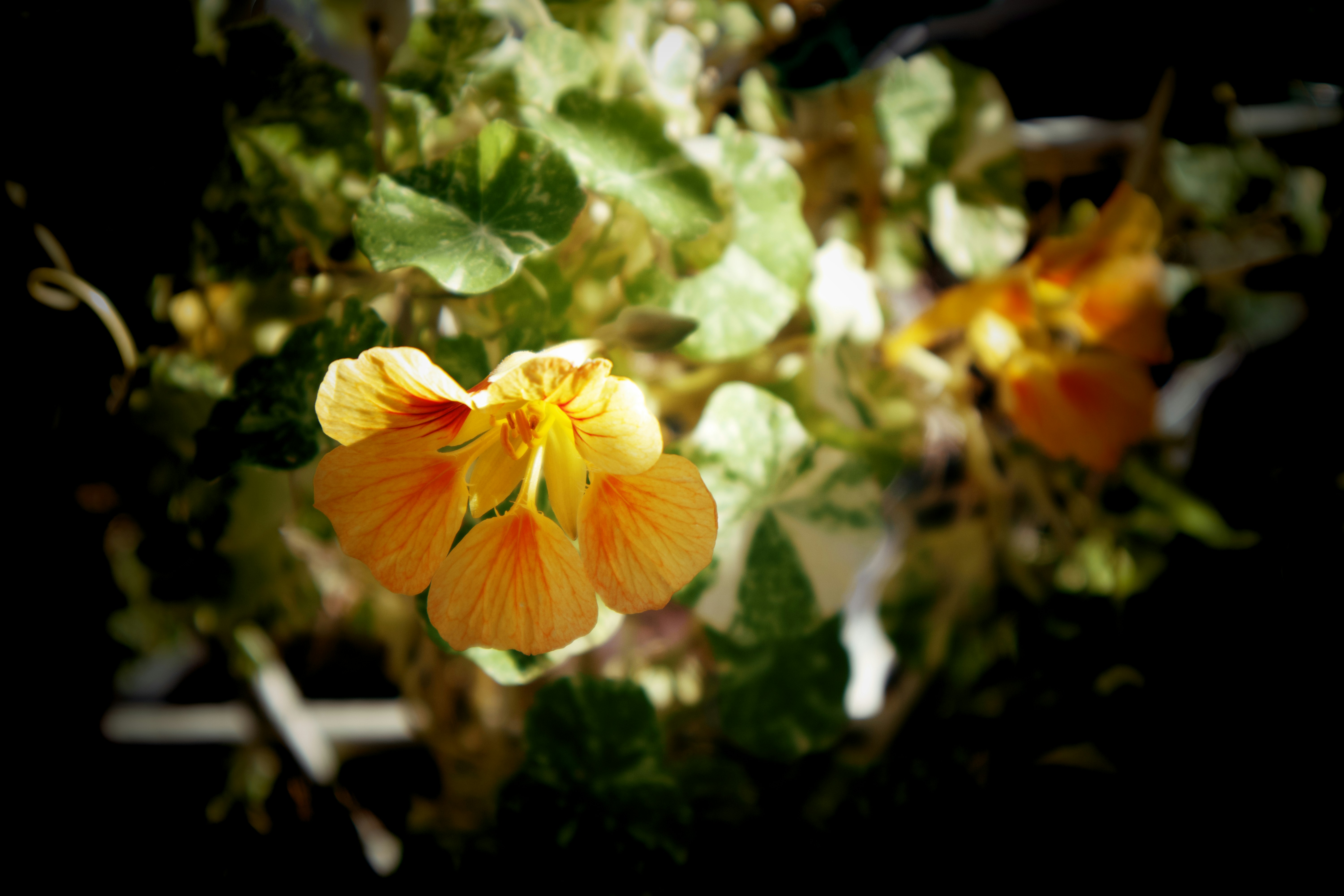 A nasturtium plant revealing its stunning fragility and vibrant colours against the black background.