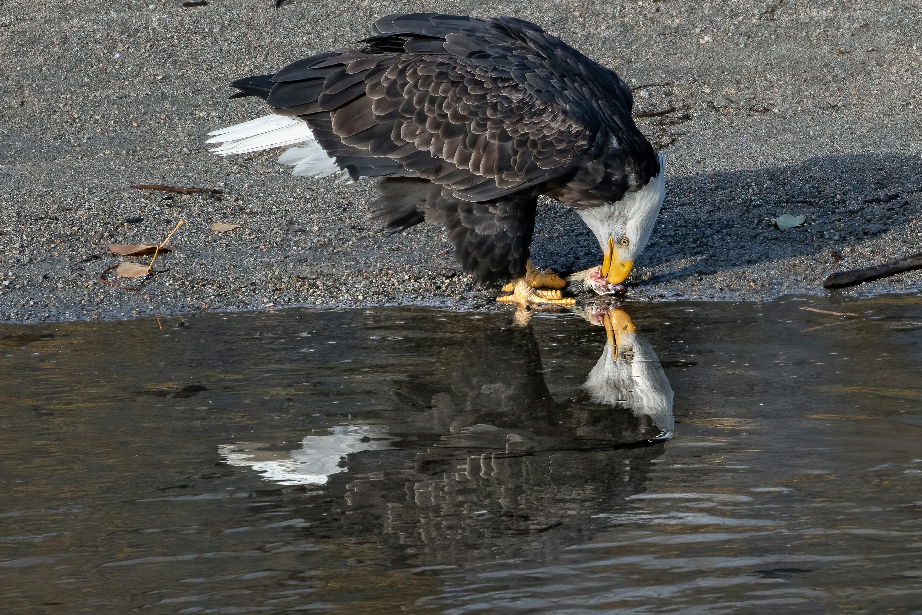 A bald eagle eating a fish in the water photo – Free Eagles Image on ...