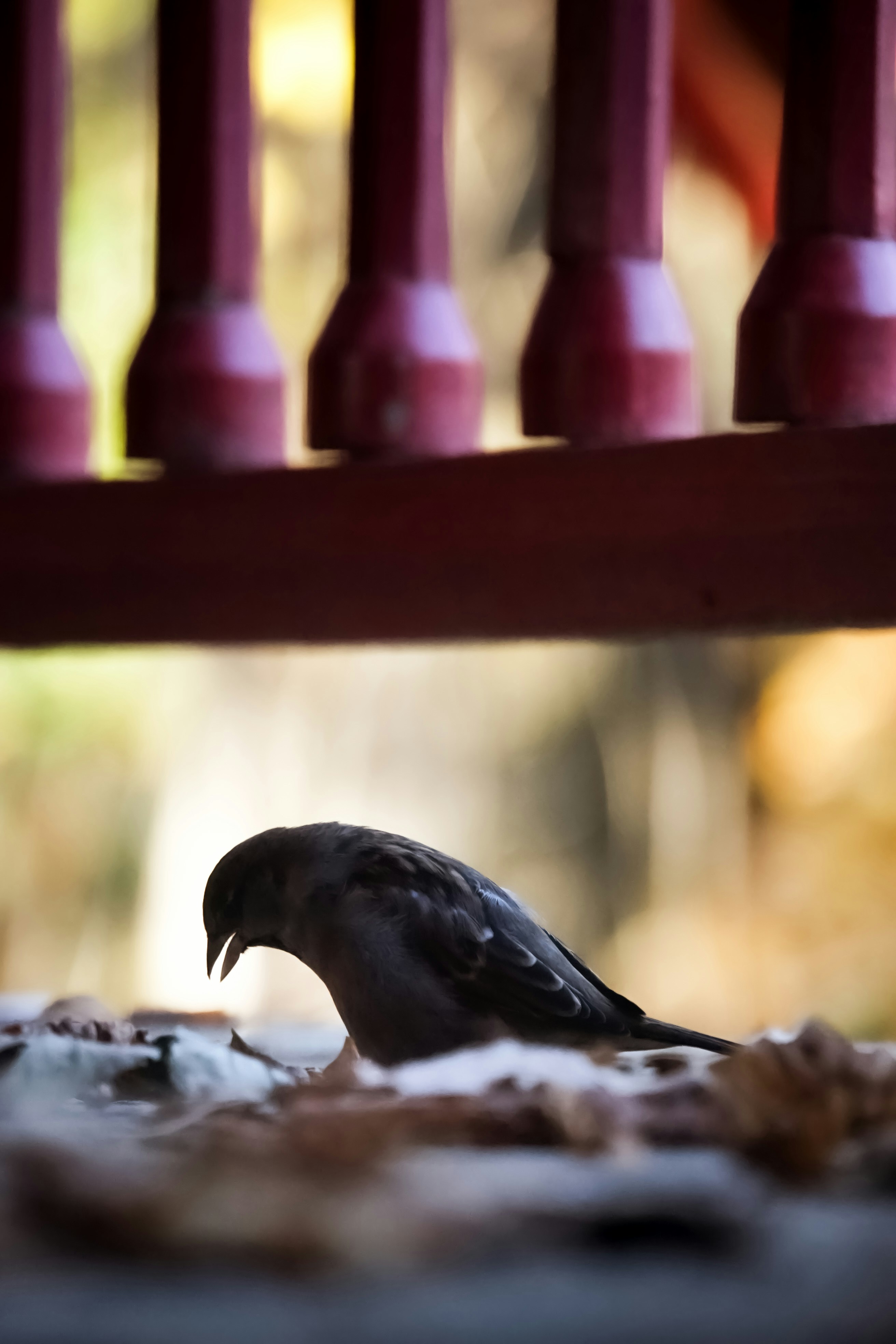 A solitary sparrow forages among fallen leaves beneath a rustic wooden railing. The soft, blurred background enhances the focus on the bird's delicate features.