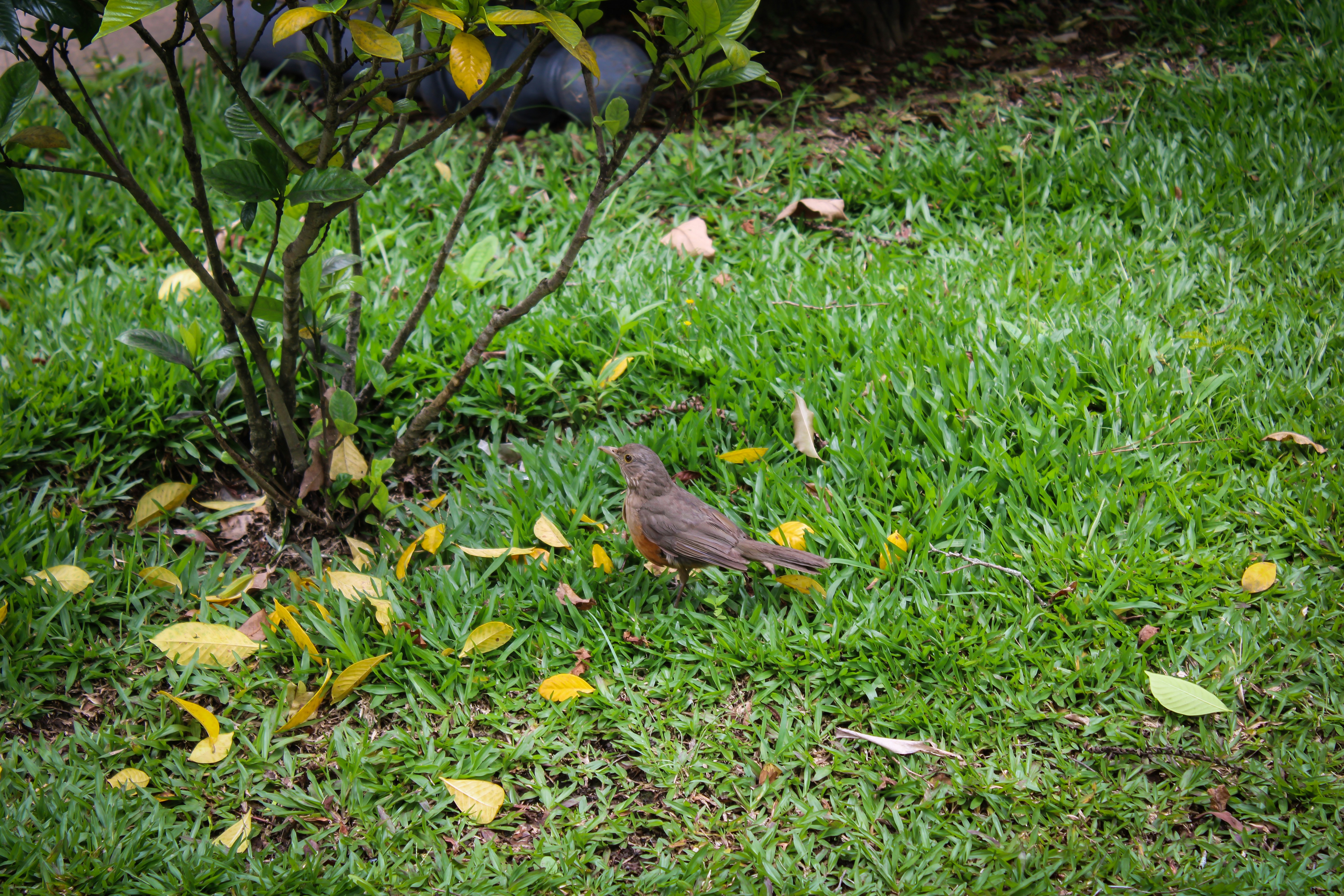 a small bird is standing in the grass