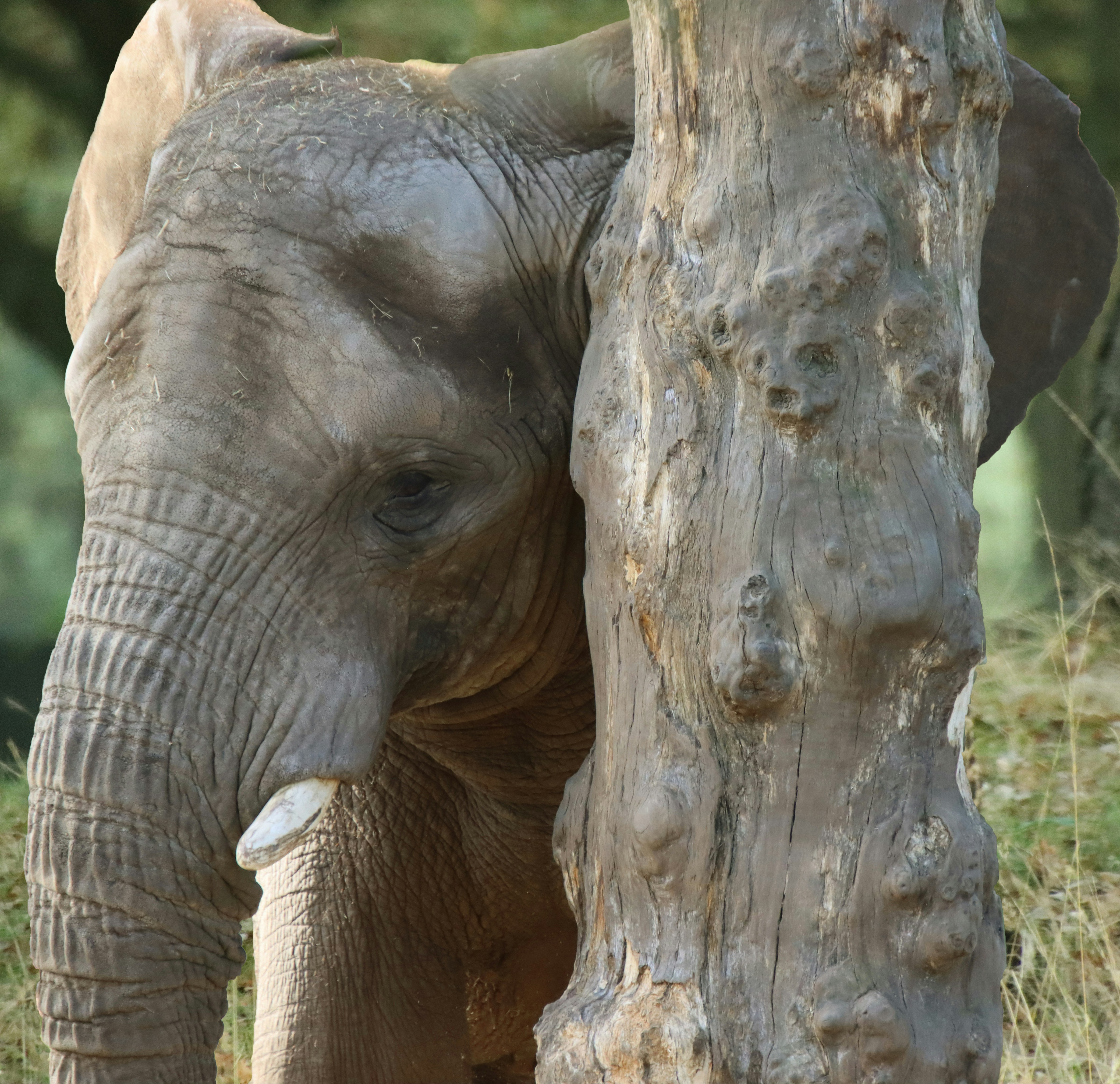 an elephant standing next to a tree trunk