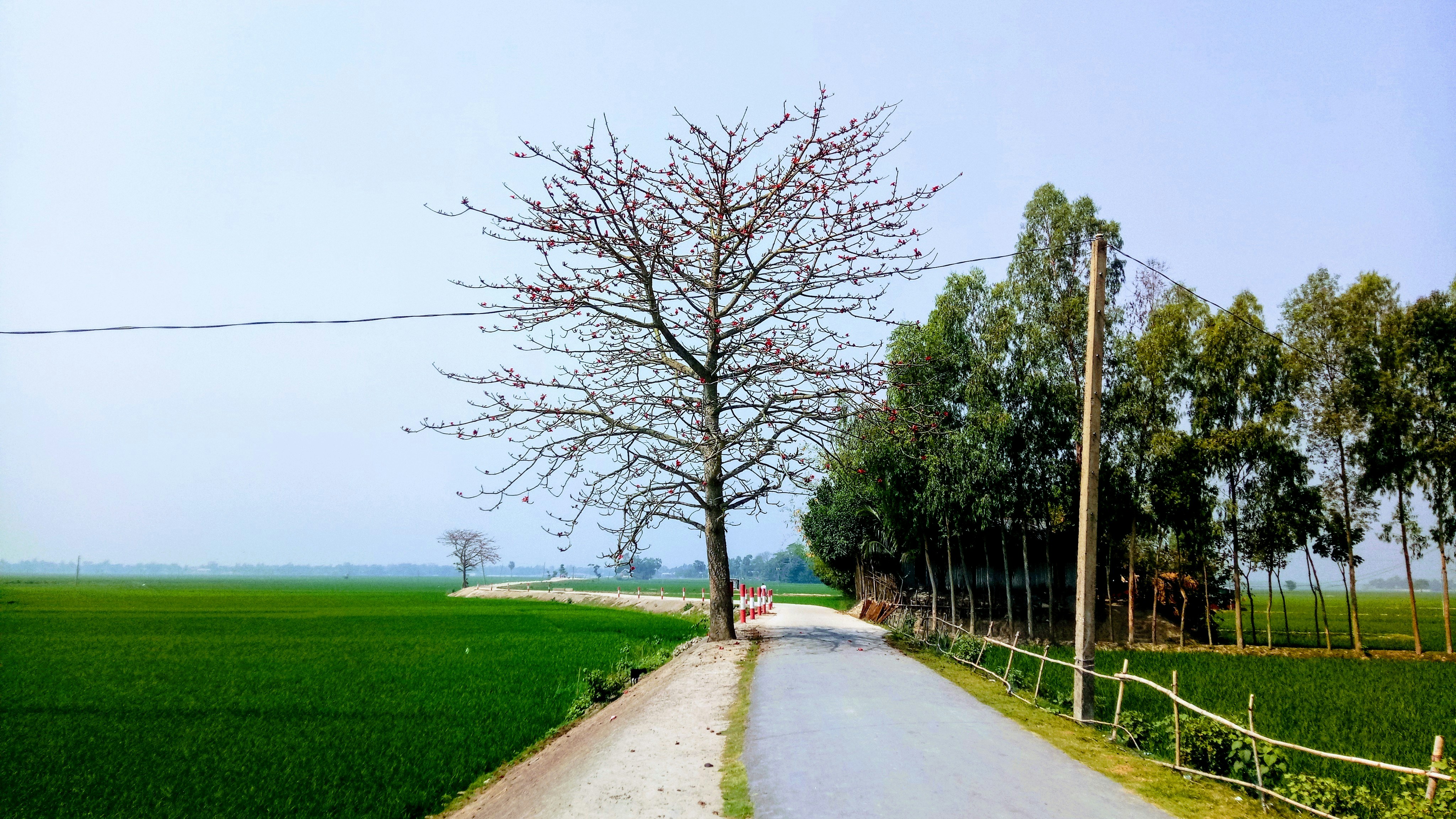 a lone tree on the side of a road