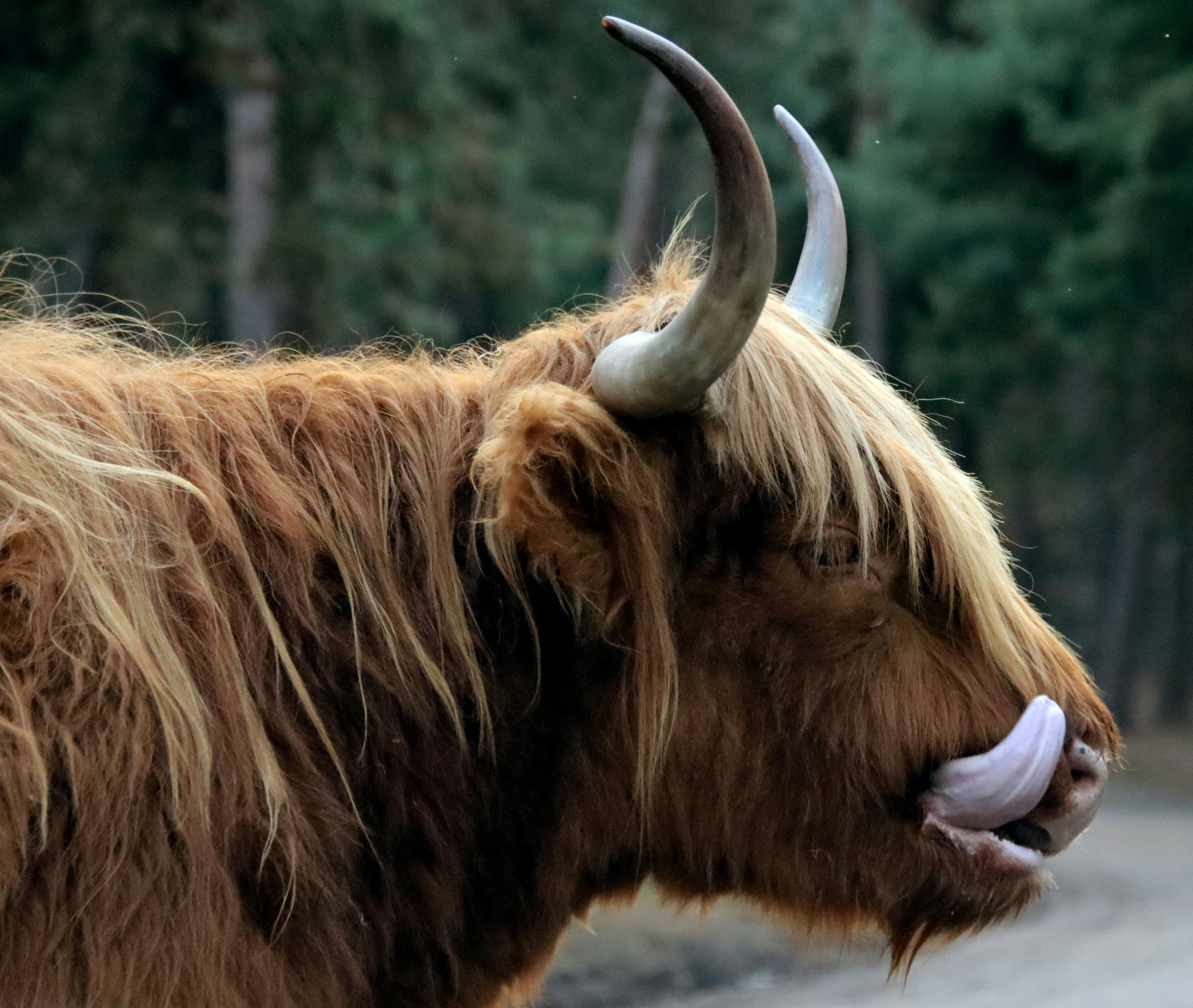 Horned Gaze in Forest Light: Highland Bull in Profile