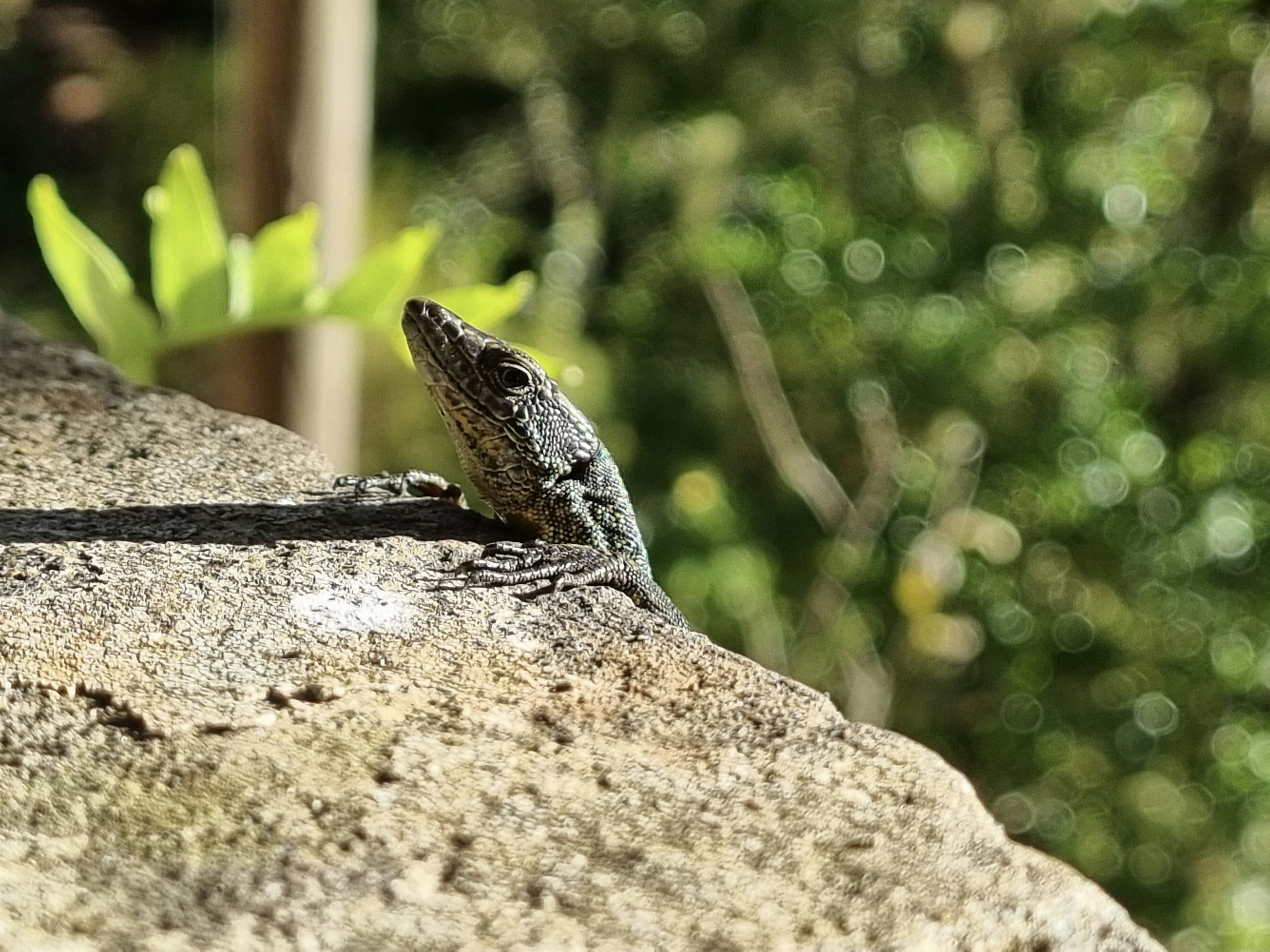a lizard sitting on top of a large rock