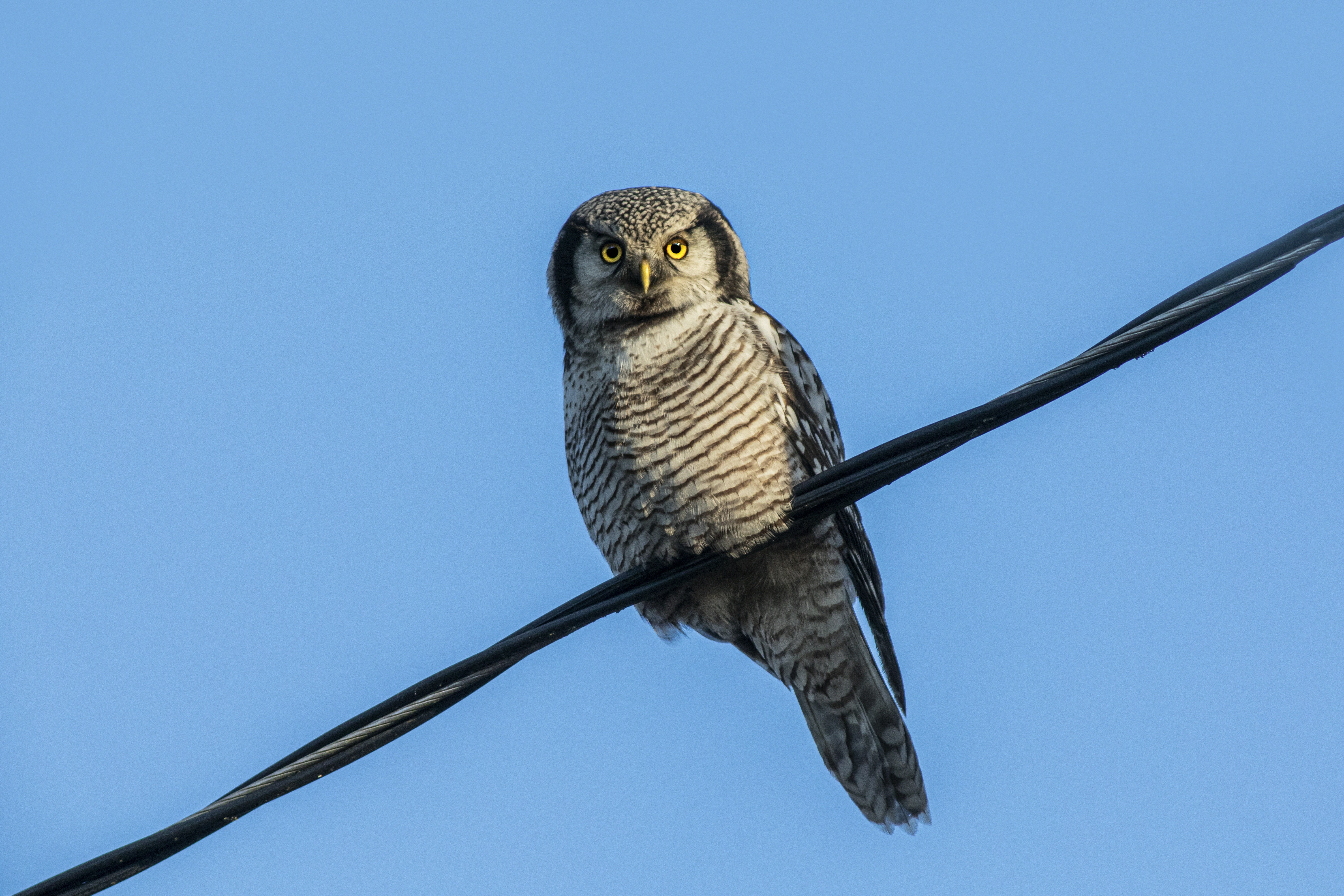 An owl is perched on a power line photo – Free Animal Image on Unsplash