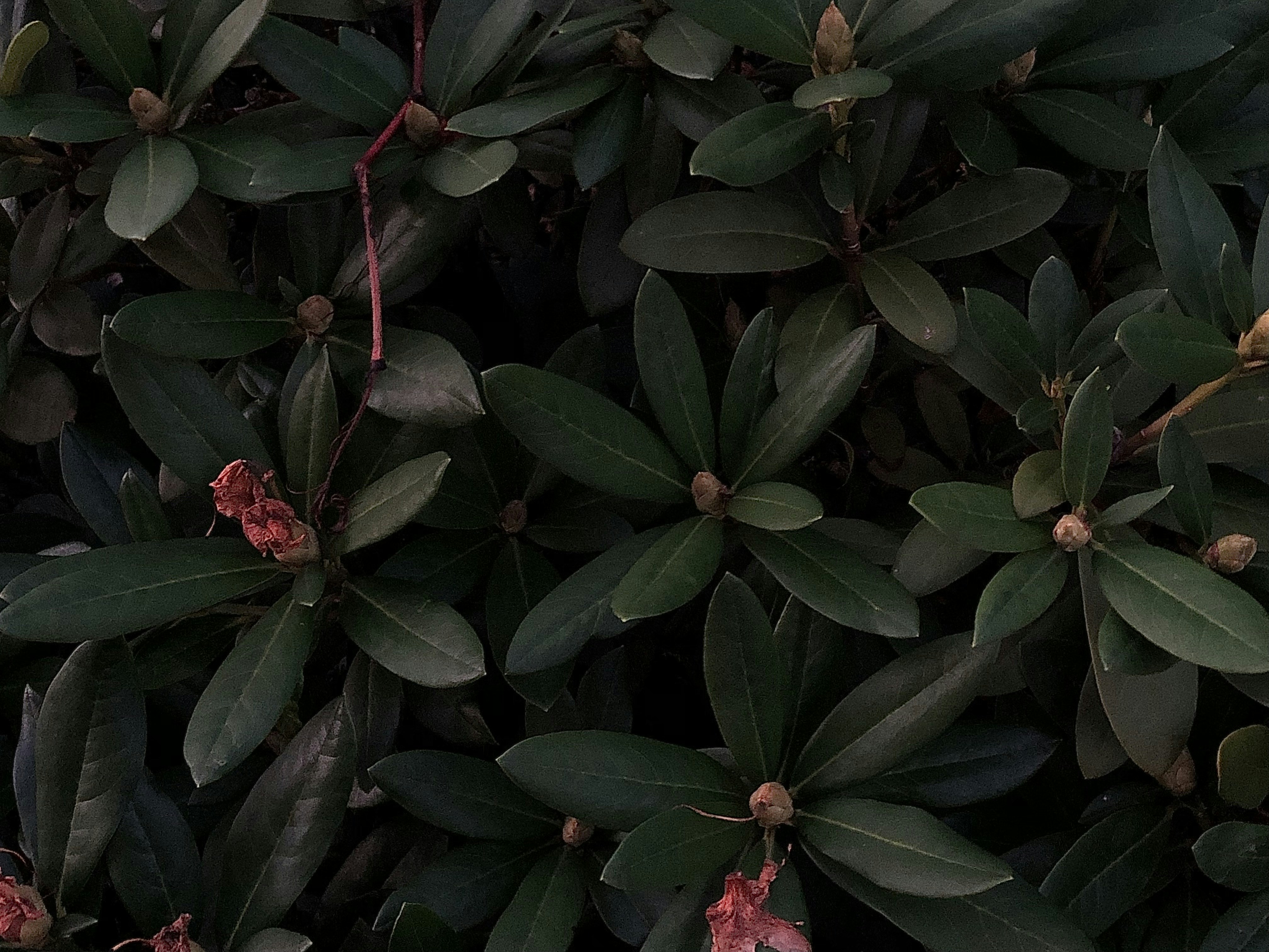 Close-up view of lush green rhododendron leaves with a few wilted blooms, showcasing the intricate details of nature's design.