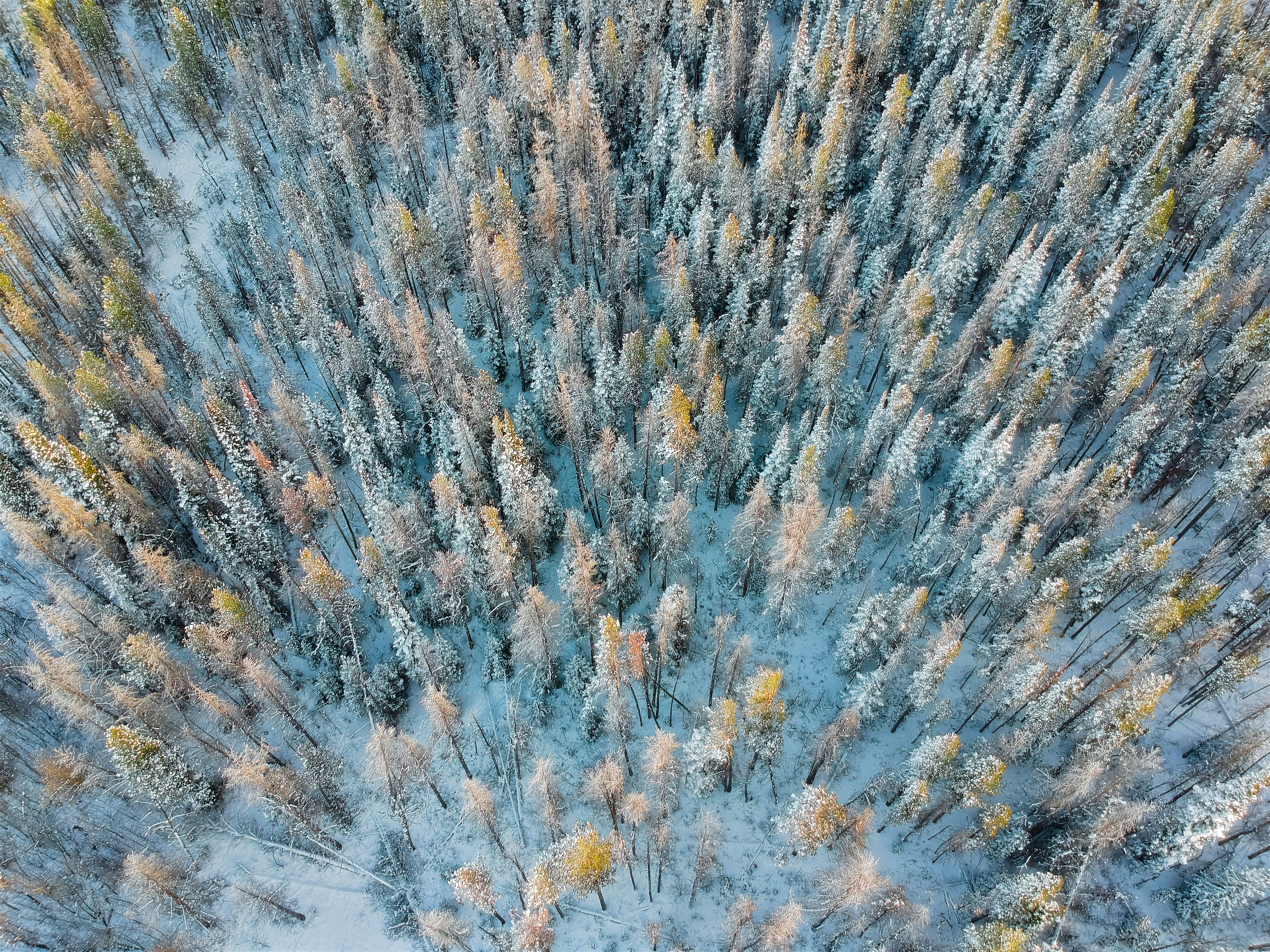 Blue Shadows Over Snowbound Pines: An Aerial Carpet of Winter Trees
