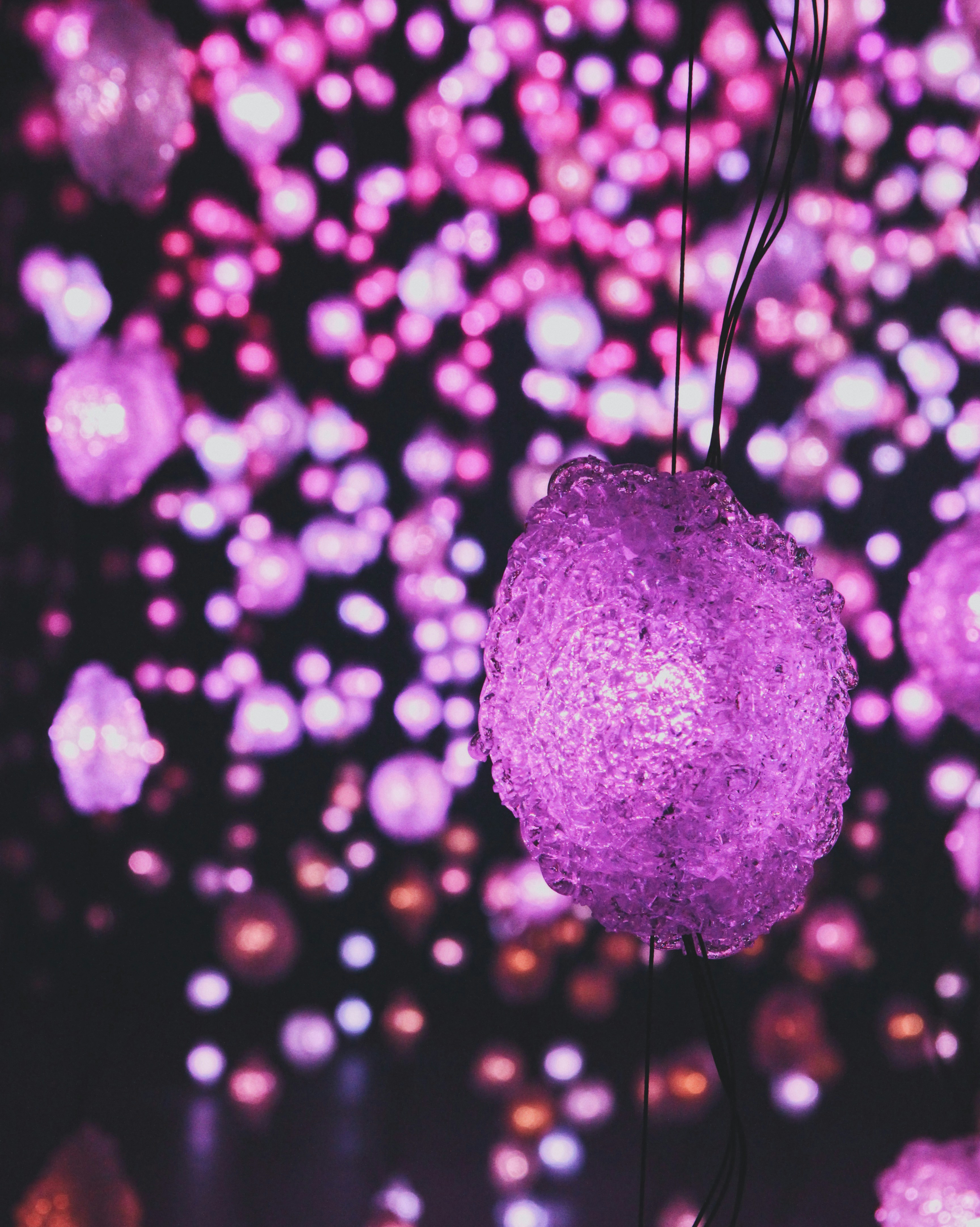 Violet Orbs in Velvet Night
