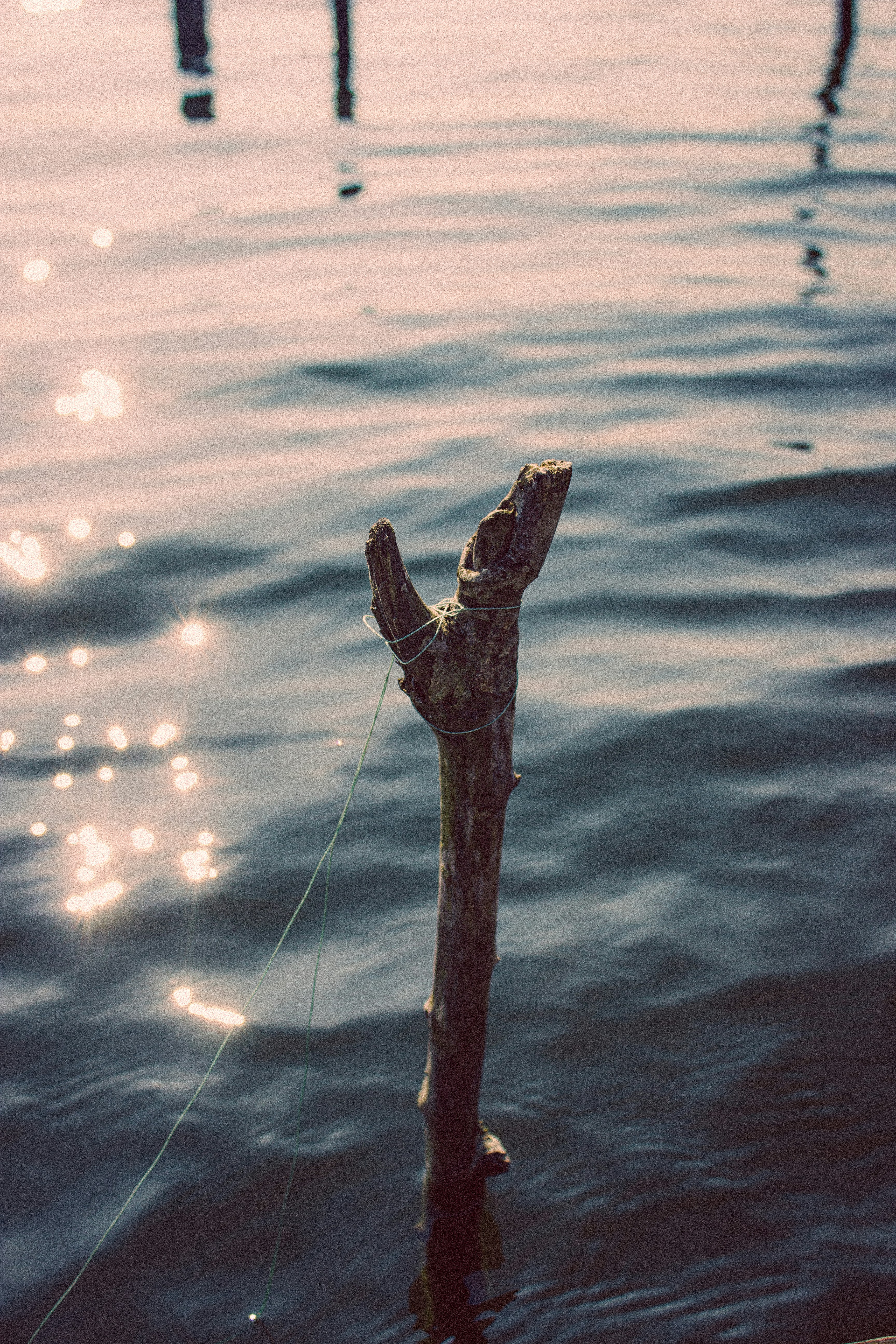 a piece of wood sticking out of the water