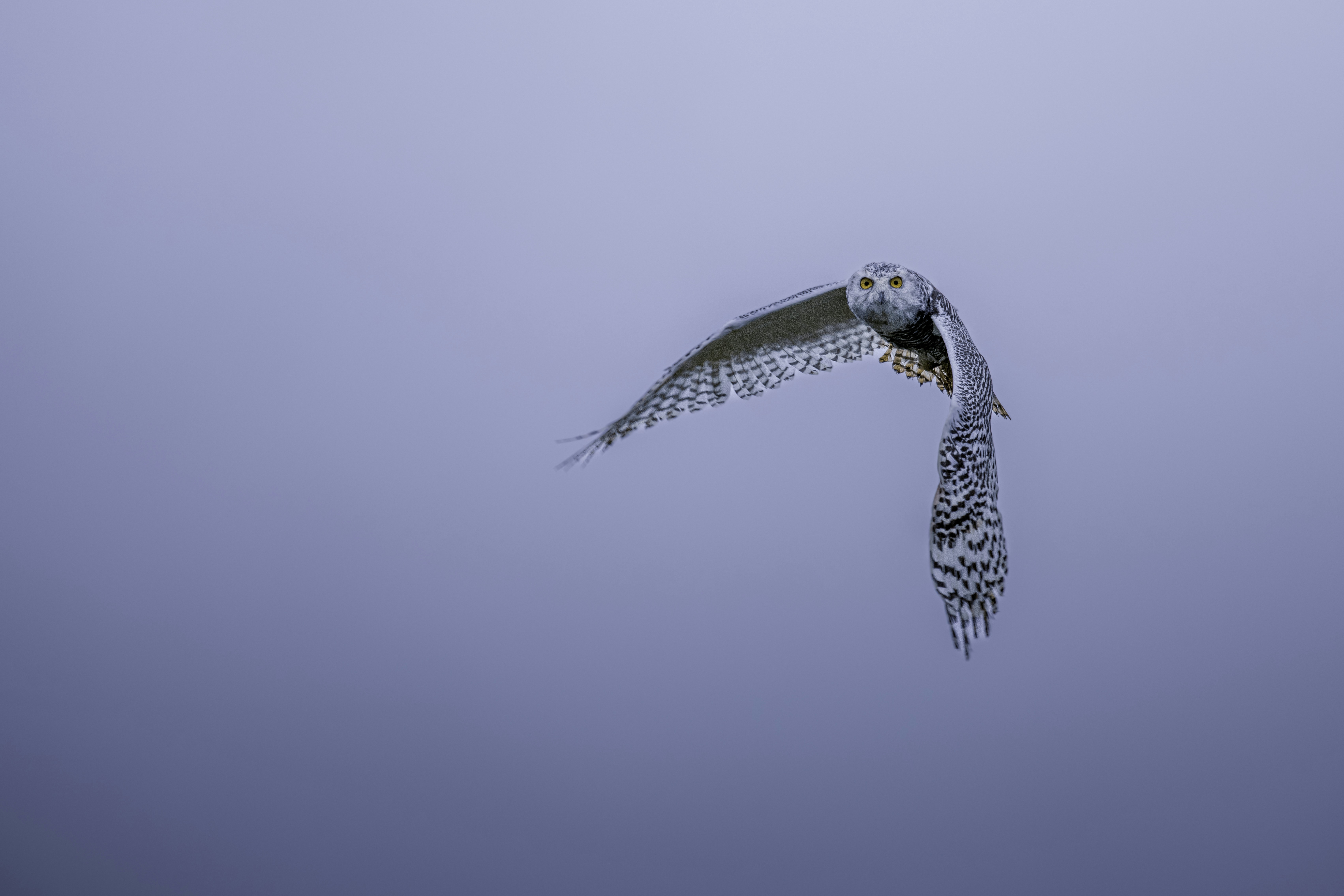 Owl Flying Pictures | Download Free Images on Unsplash