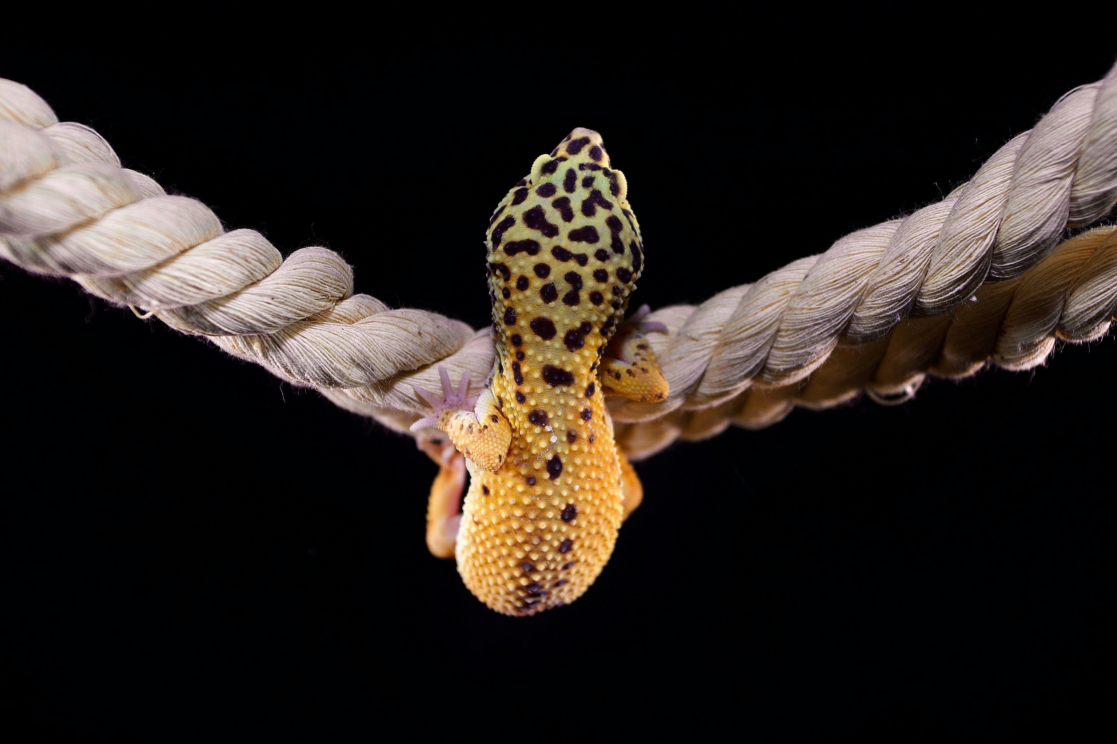 A yellow and black lizard hanging from a rope photo – Free Reptile ...