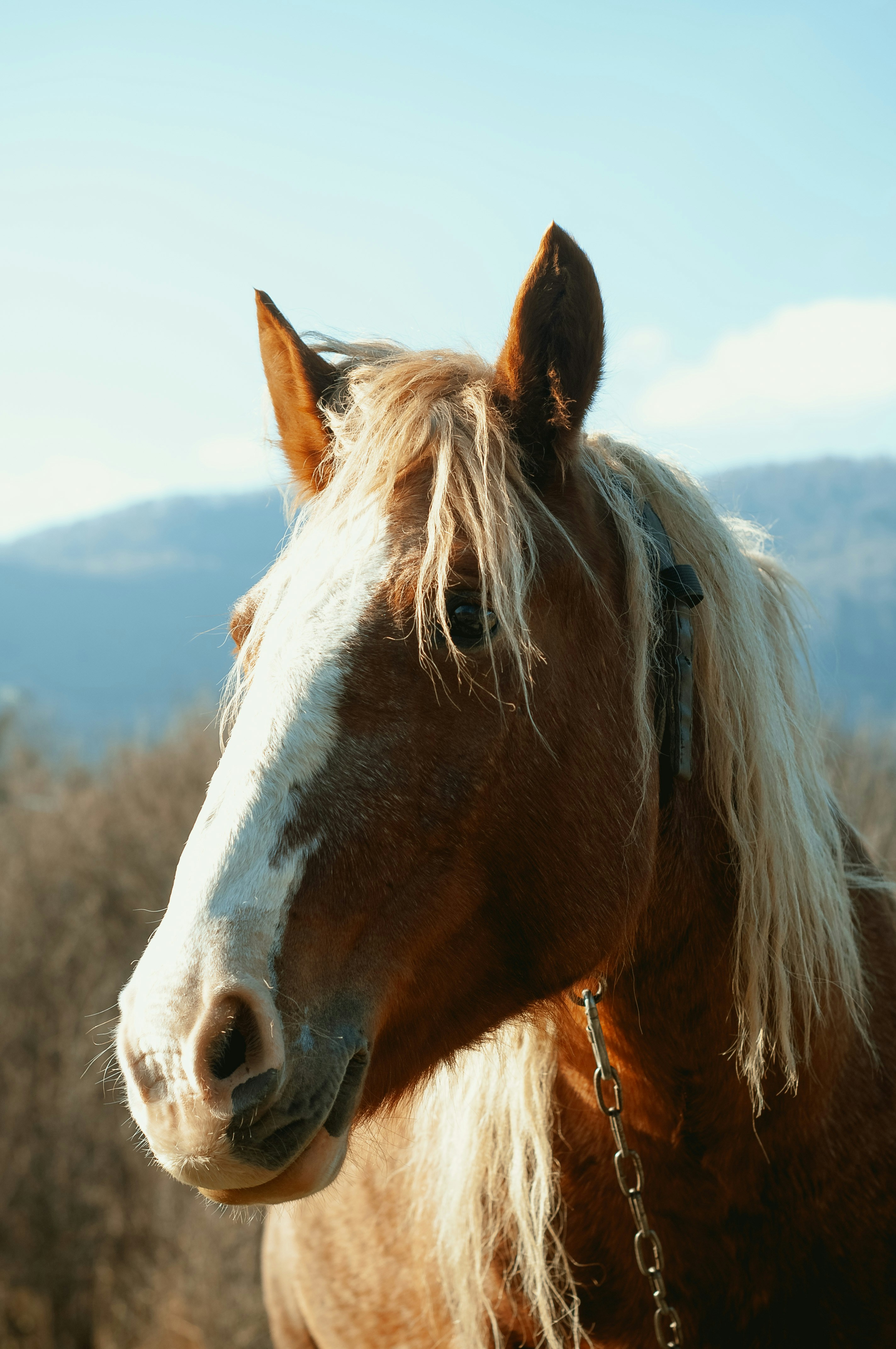 Close-up of a brown horse with a flowing mane against a backdrop of distant mountains and clear blue skies.