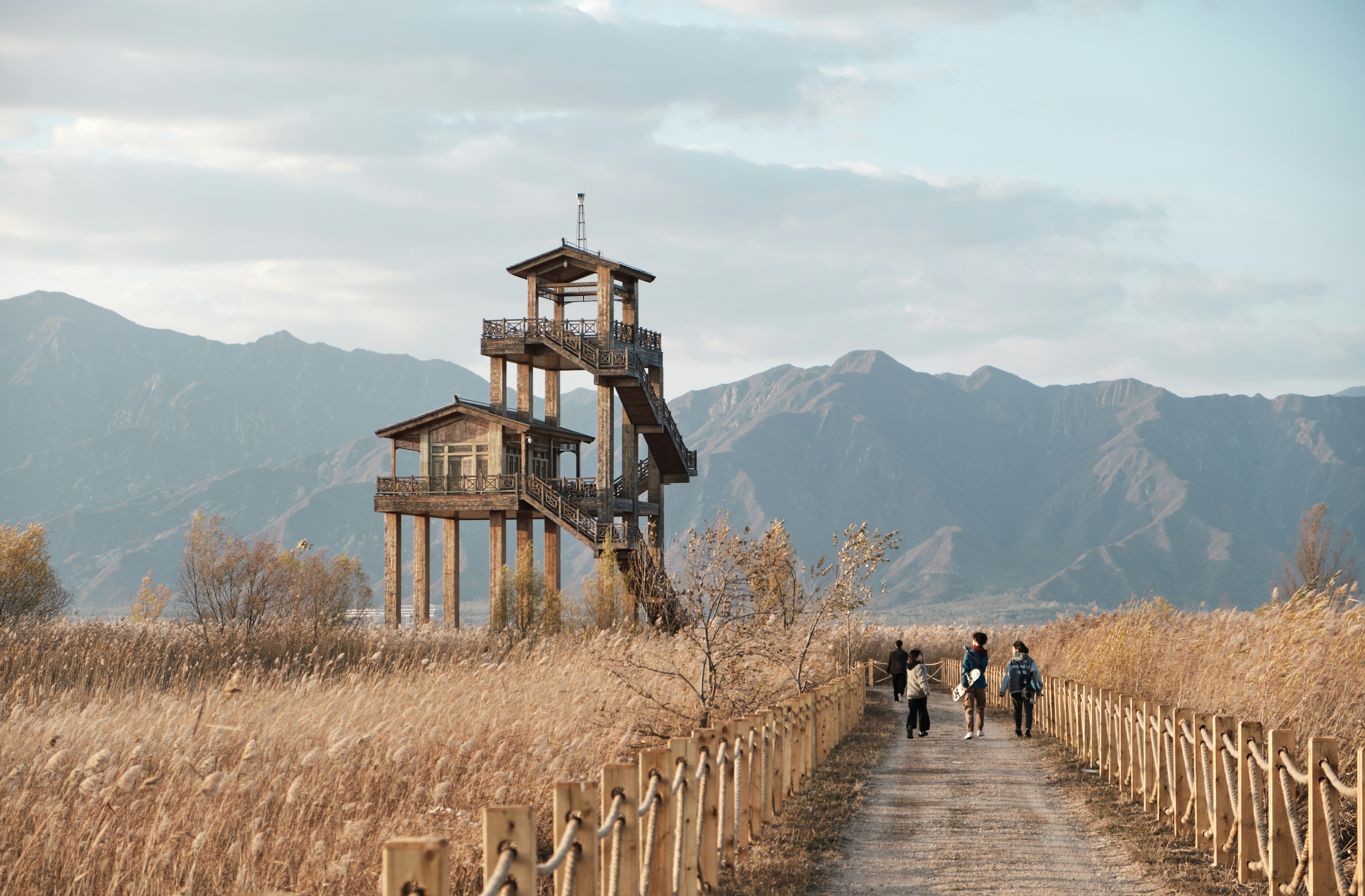 Timber Sentinel Over the Golden Path Toward the Mountain Ridge