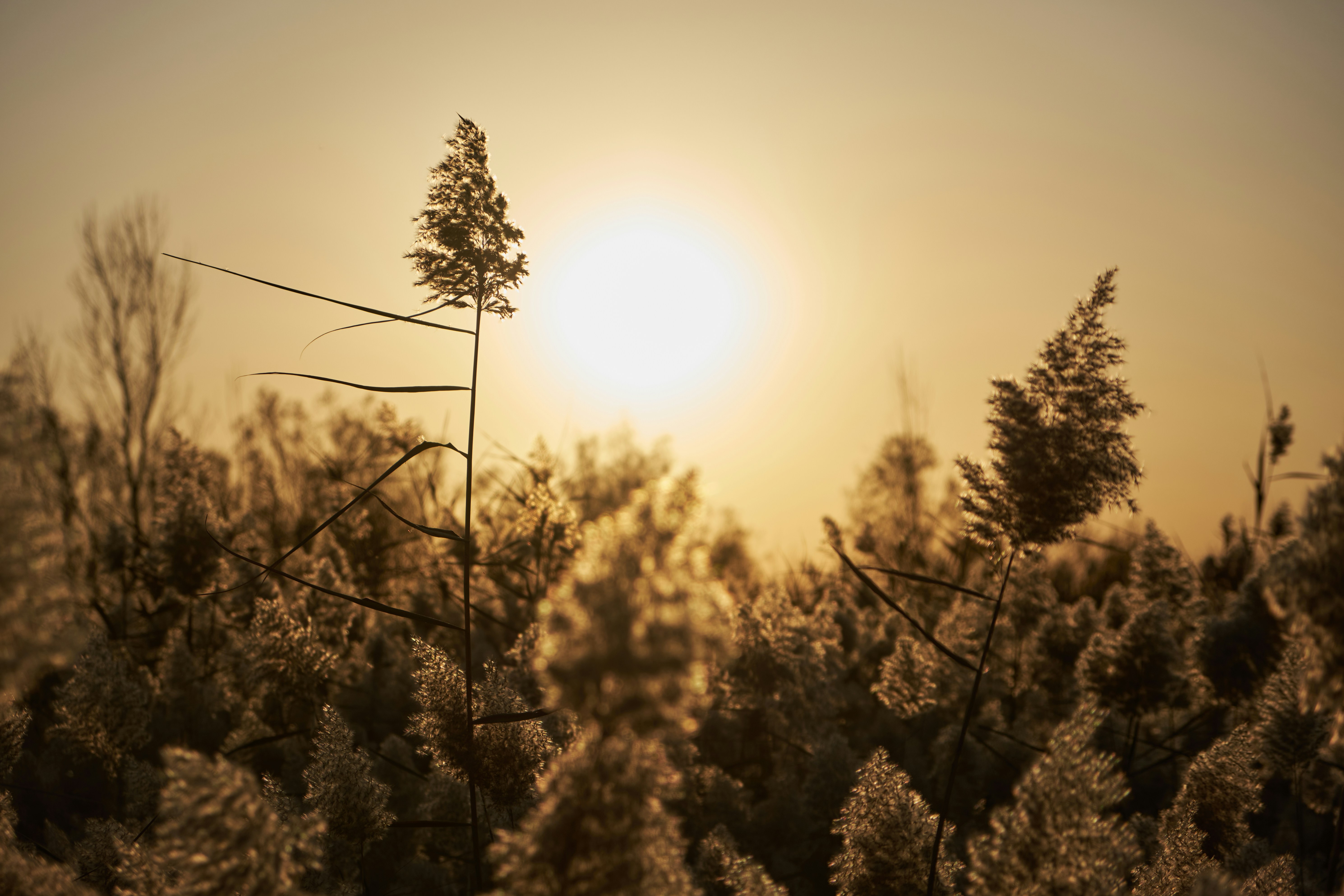 The sun is setting over a field of tall grass photo – Free Yanqing ...