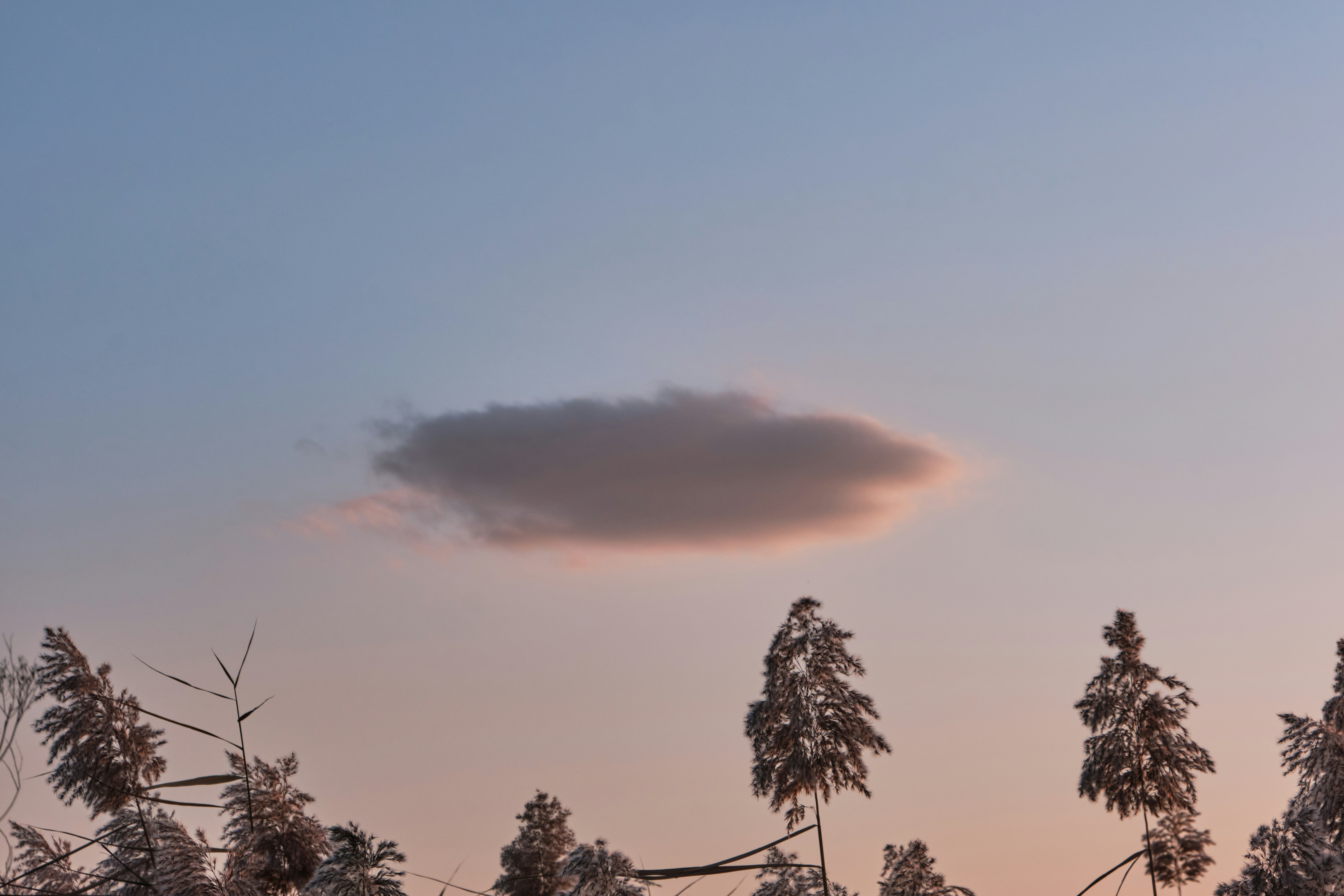 a cloud is in the sky above some trees