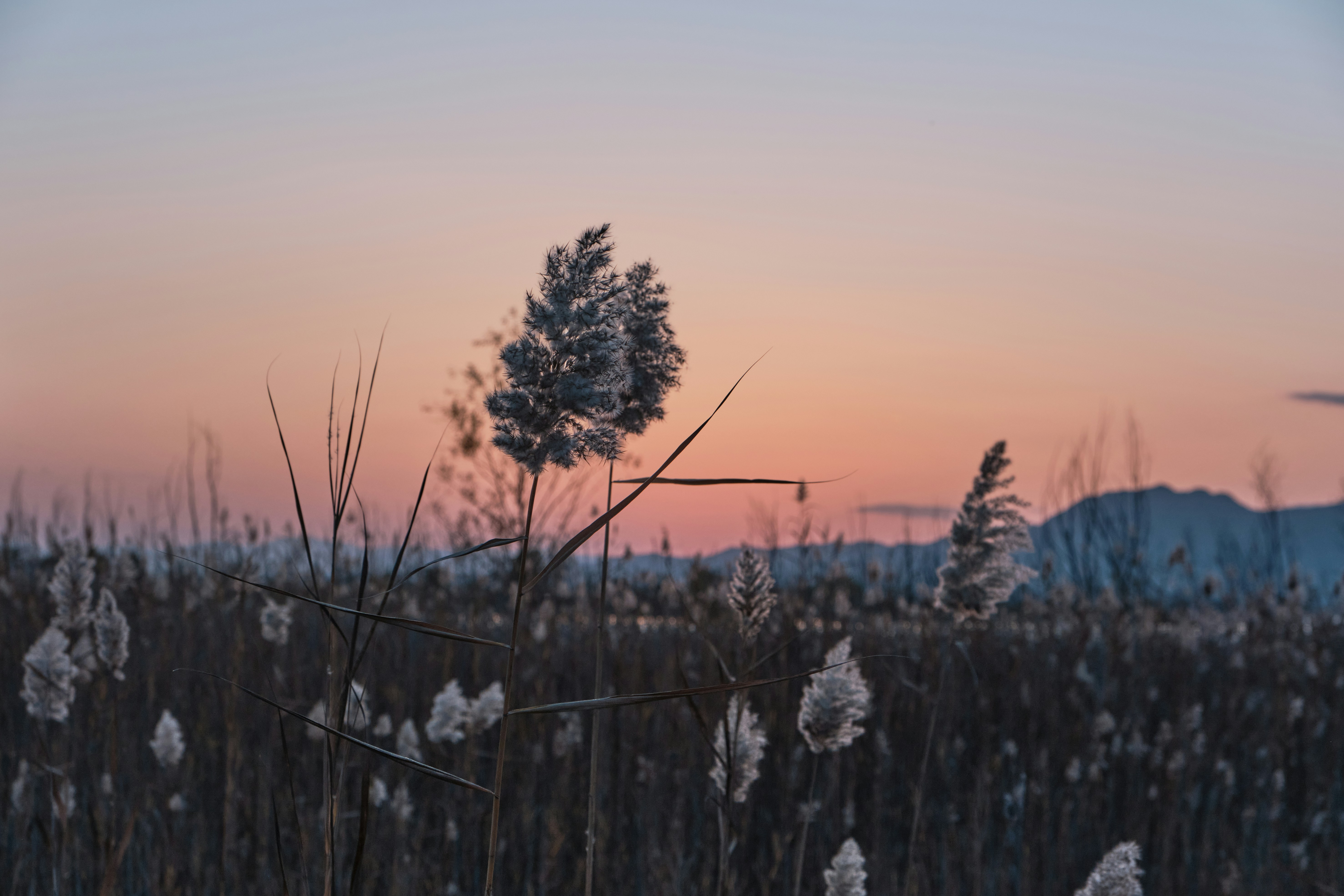Lone Tree at Dusk Among Velvet Seedheads