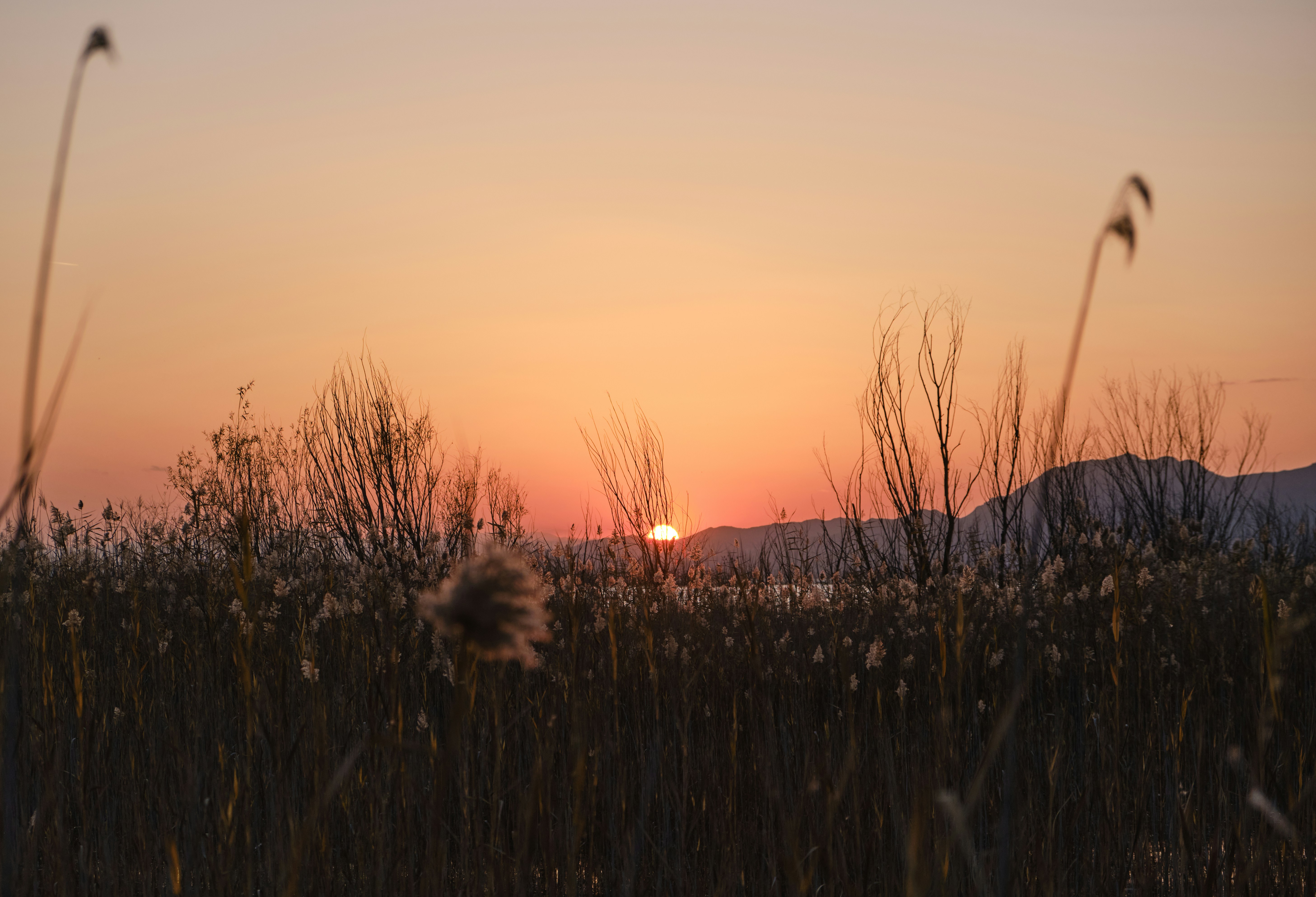 The sun is setting over a field of tall grass photo – Free Yanqing ...