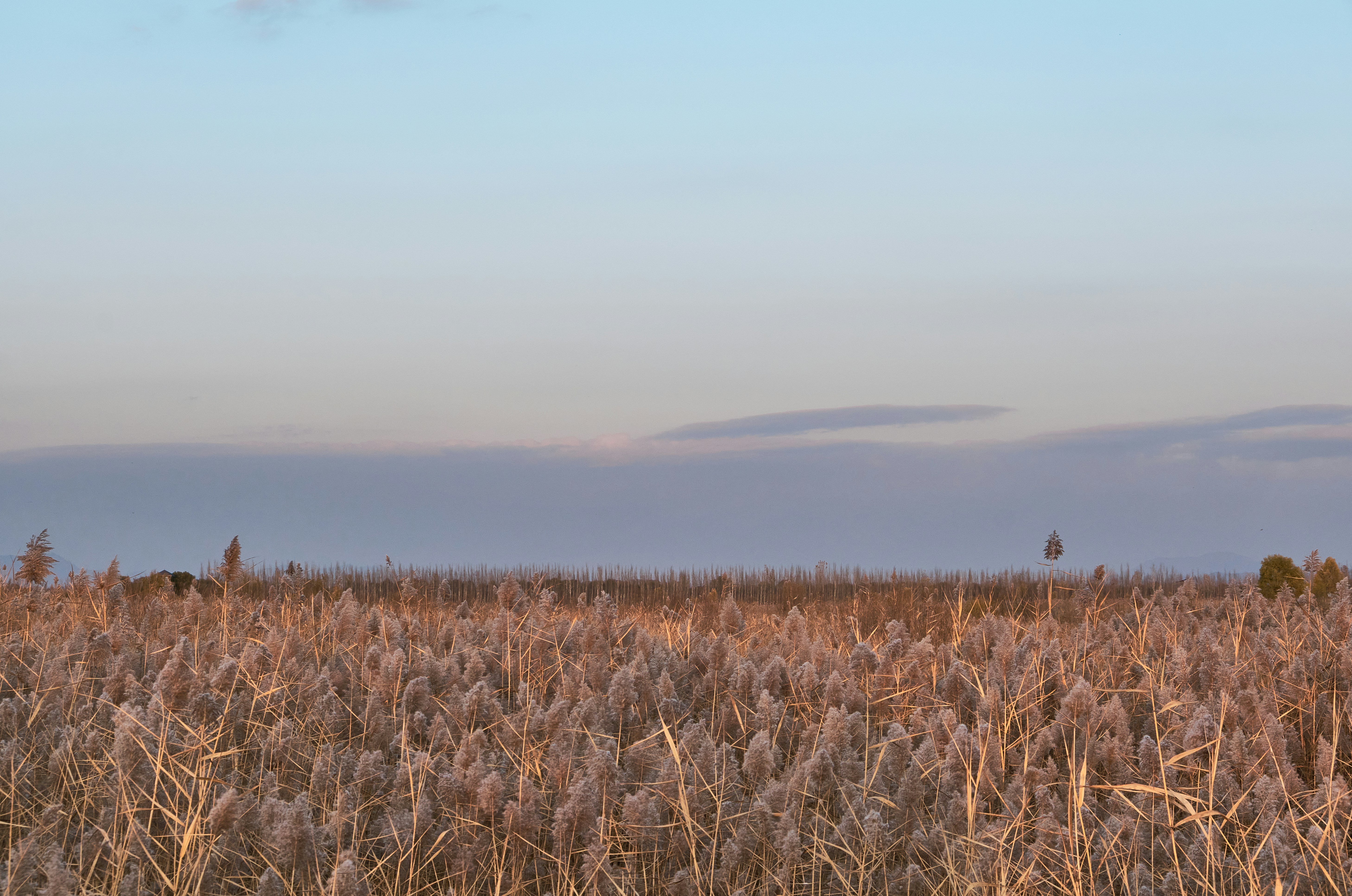 Lone Horizon Tree Over a Gilded Reeds Field at Dusk
