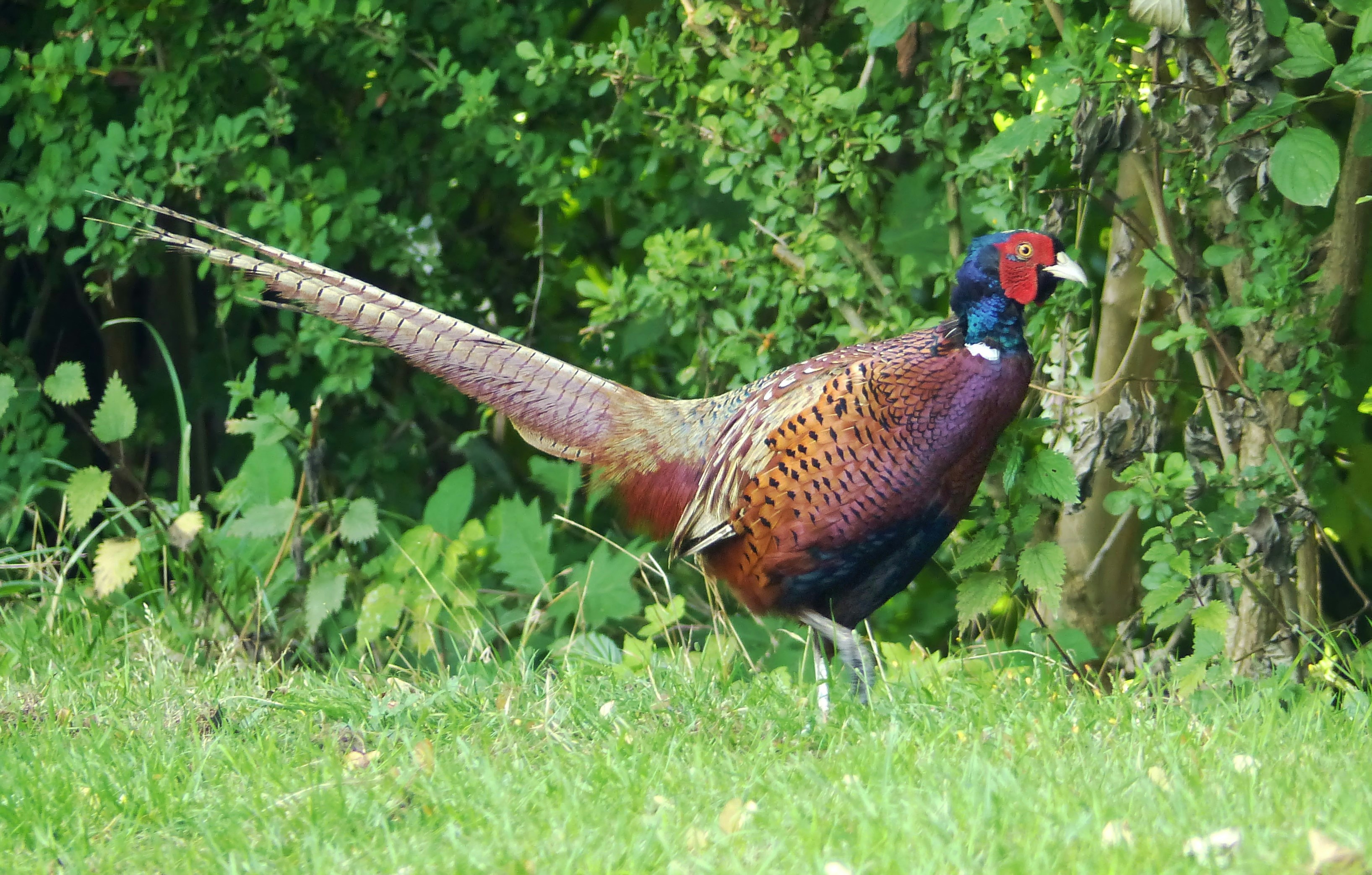 A colorful bird standing in the grass near trees photo – Free Pheasant ...