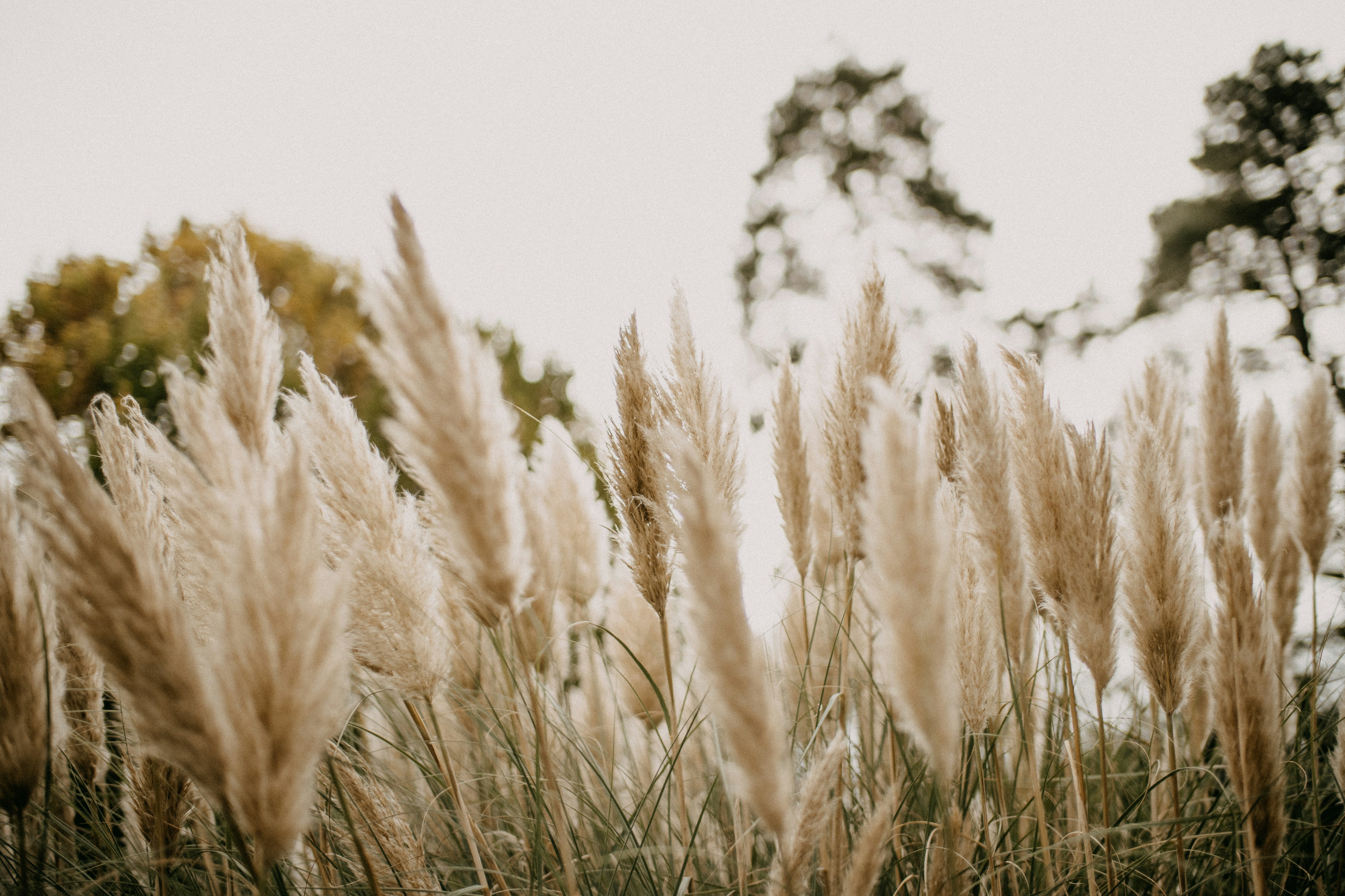Golden pampas grass sways gently in the breeze, framed by a soft, muted sky and hints of autumn foliage in the background.