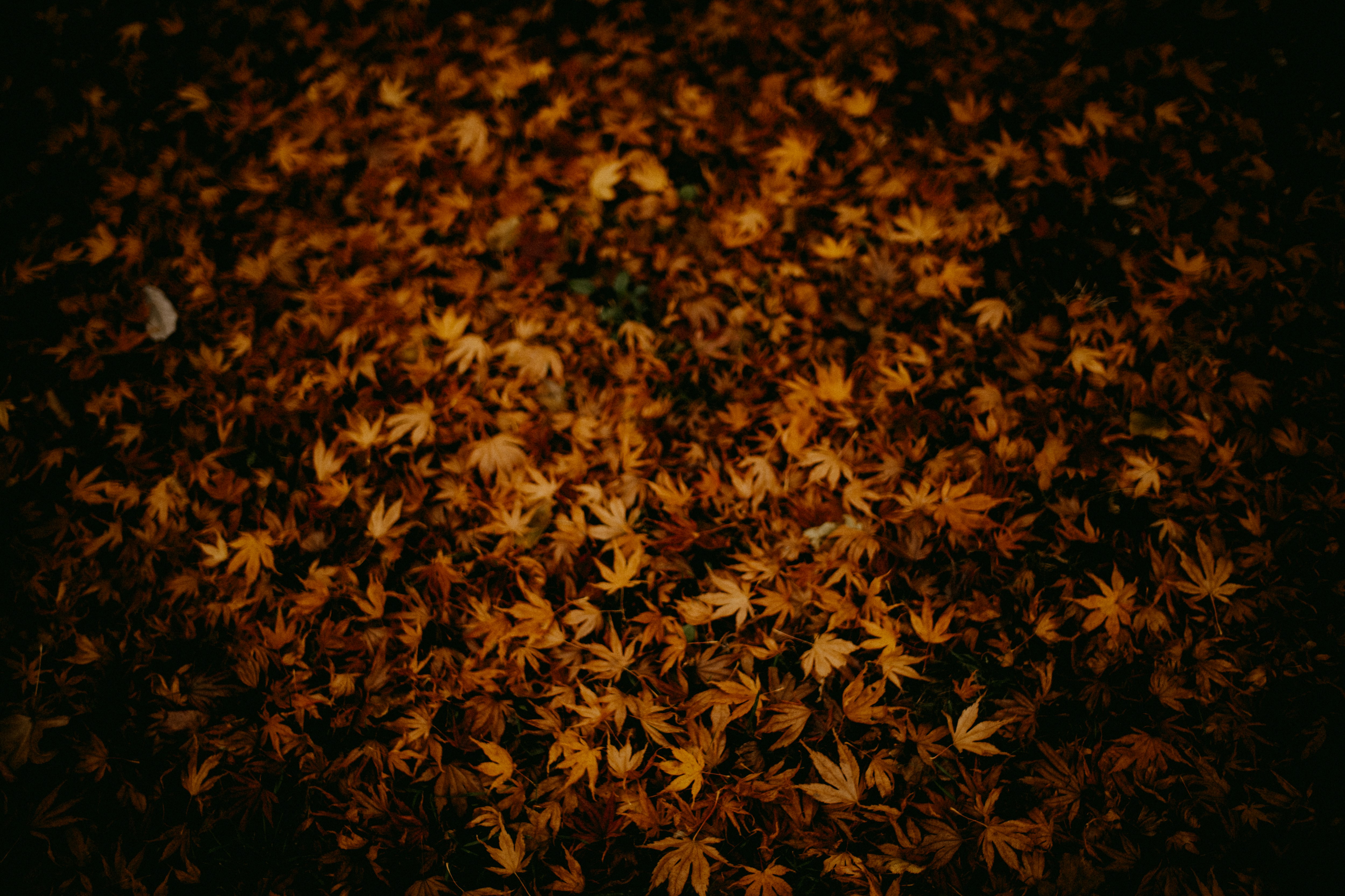 Golden Tapestry of Autumn
