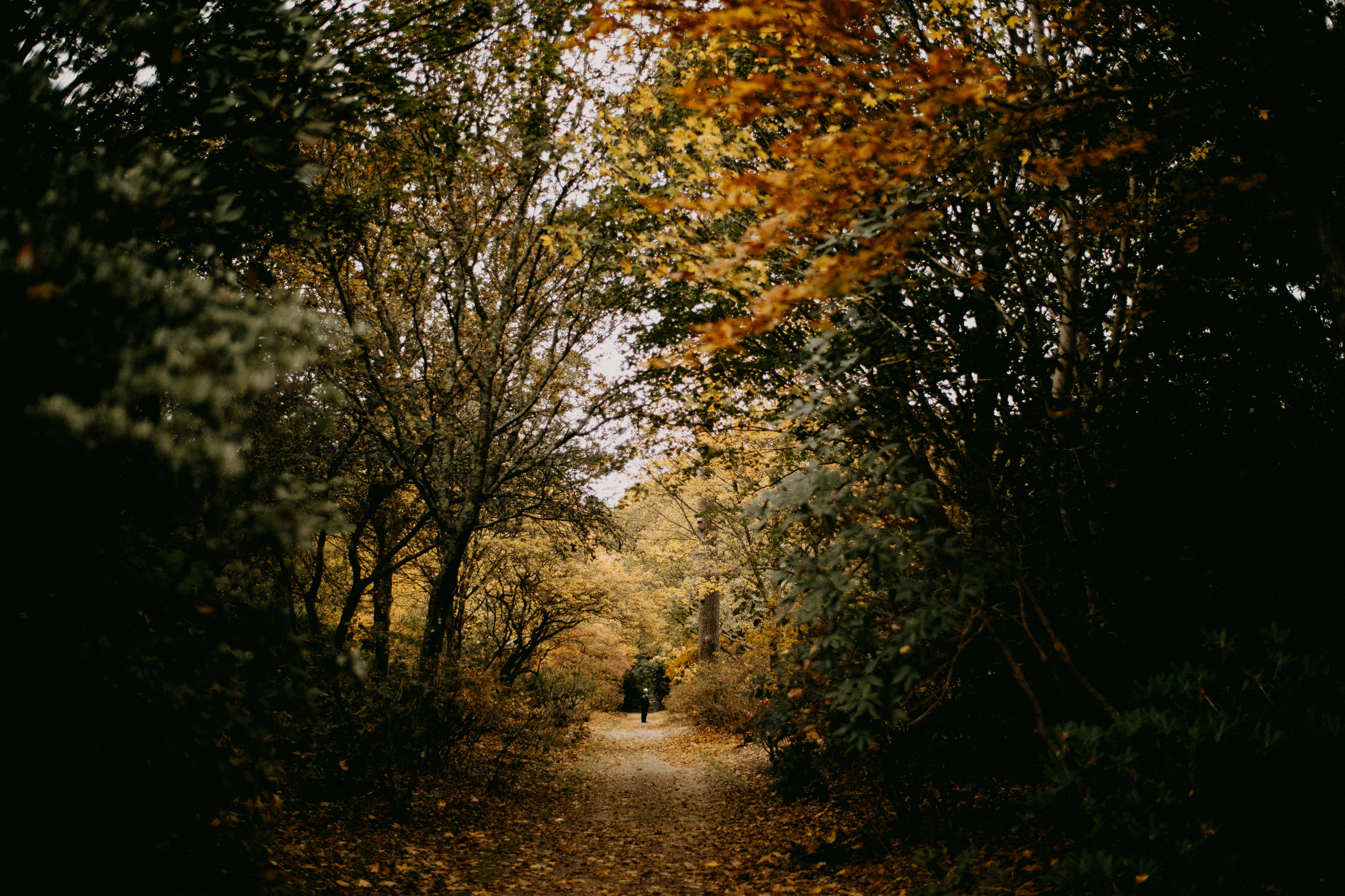Person walking along a leaf-covered path surrounded by vibrant autumn foliage.