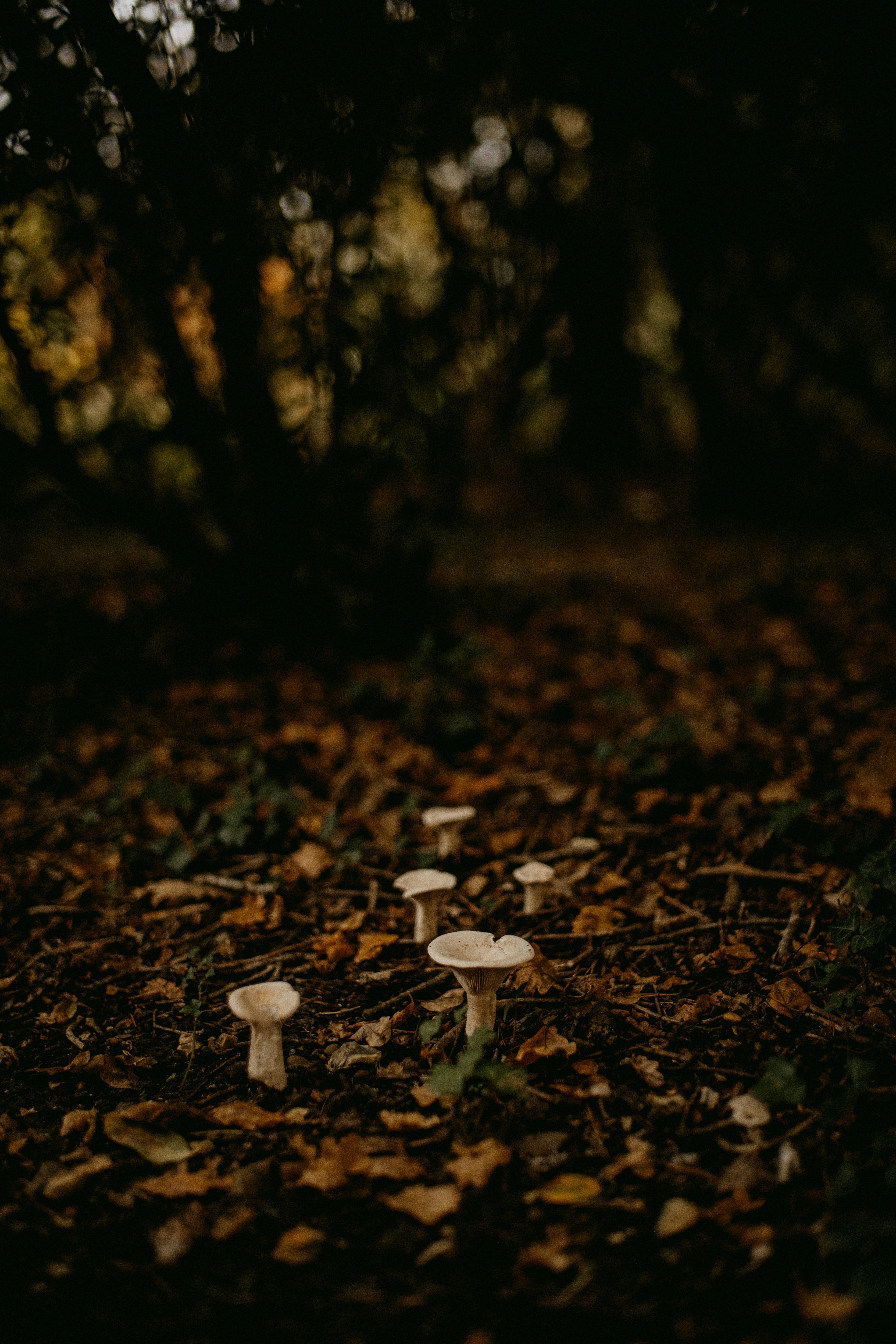 Mushrooms in a Quiet Autumn Glow