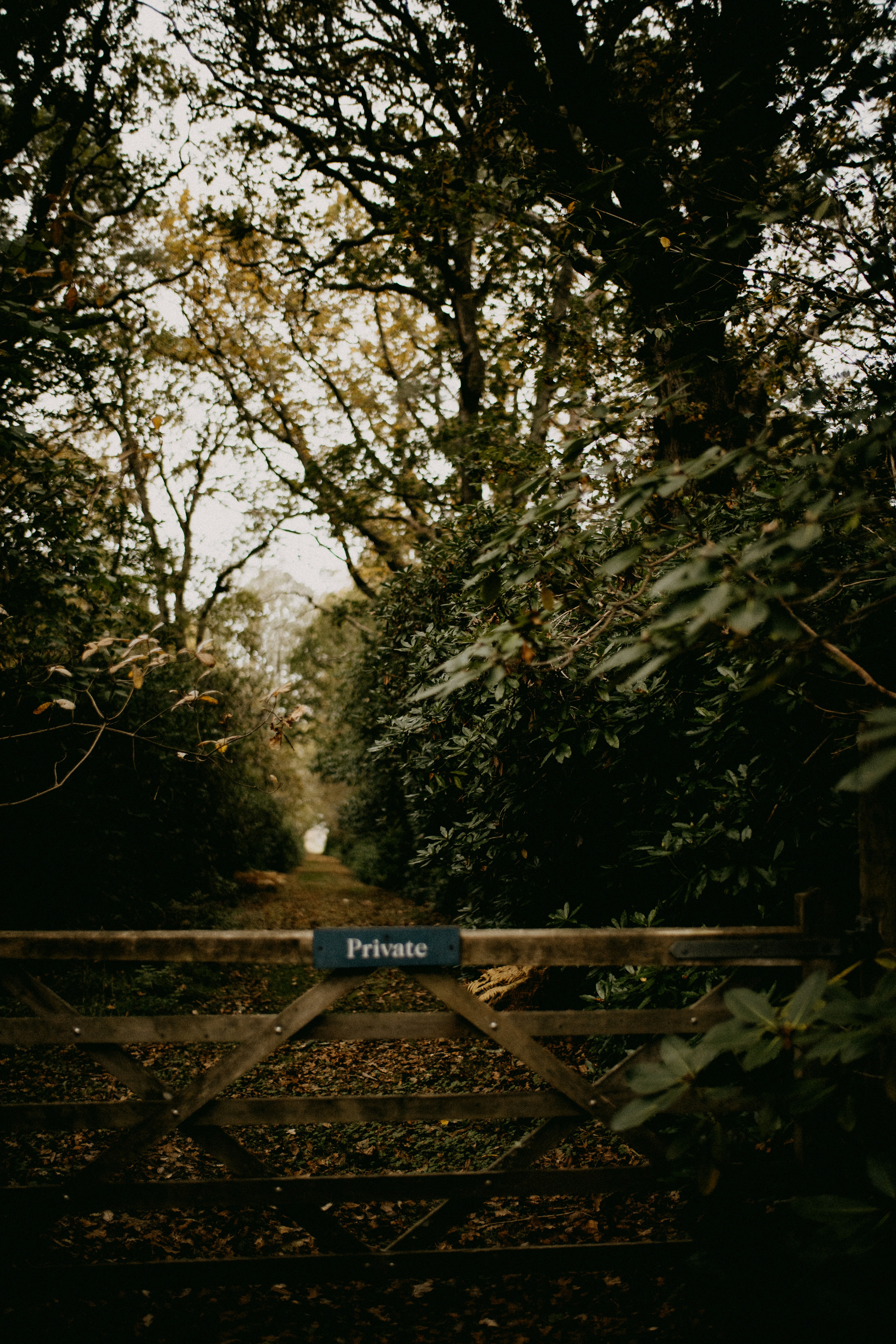 Whisper Gate: A Quiet Path Buried in Dappled Autumn Light