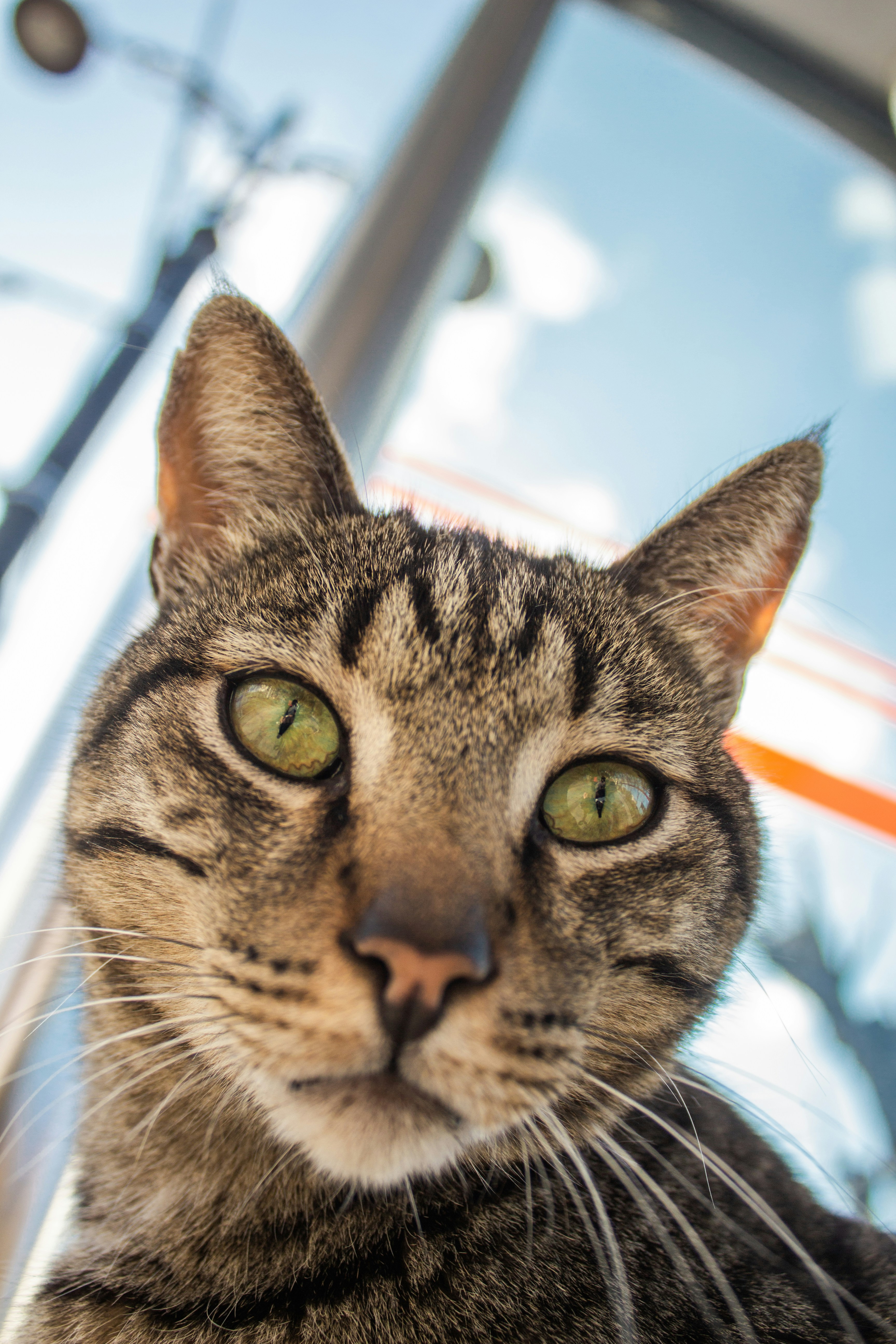 a close up of a cat looking at the camera