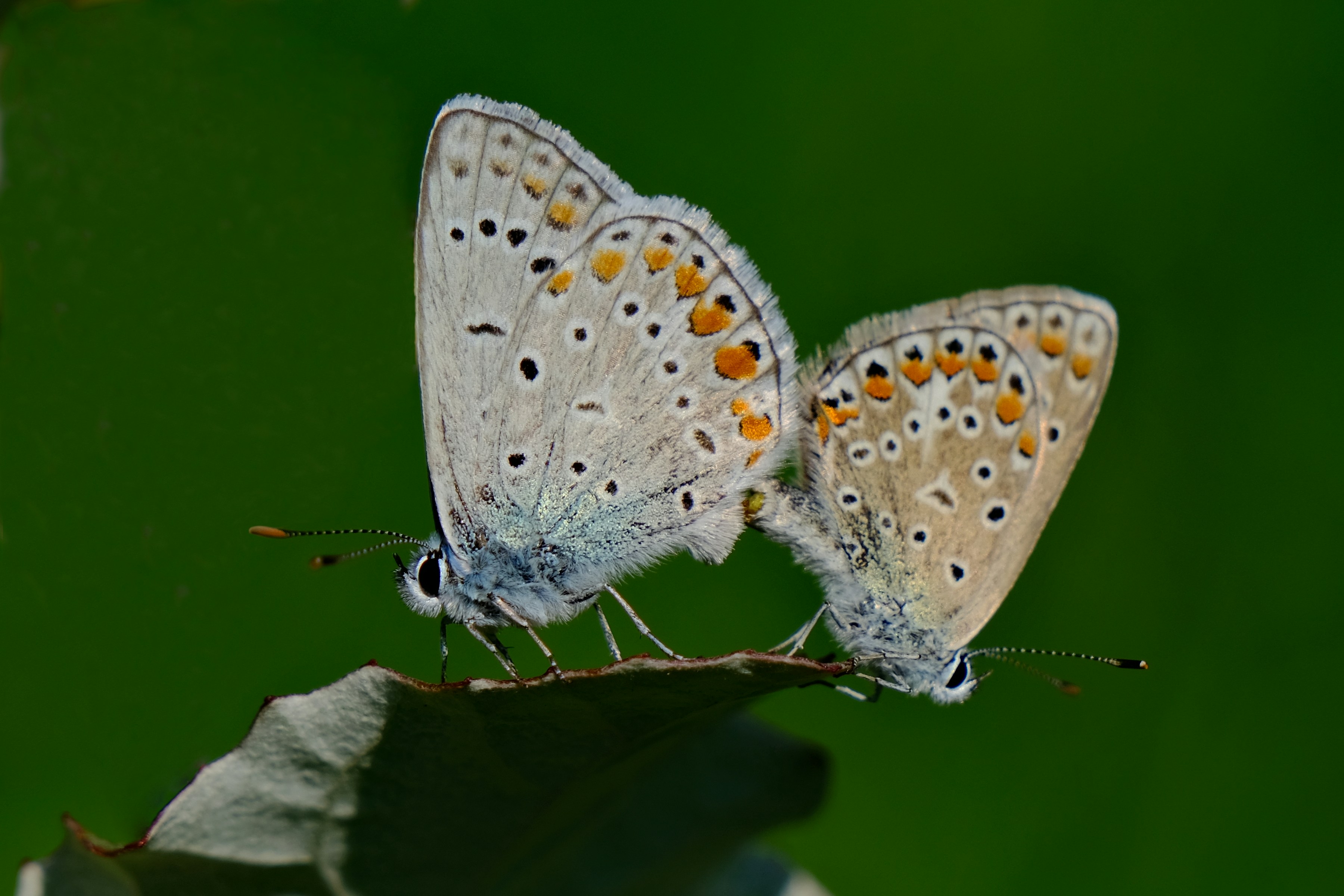 Duet of Blue: Courtship Butterflies on a Leaf