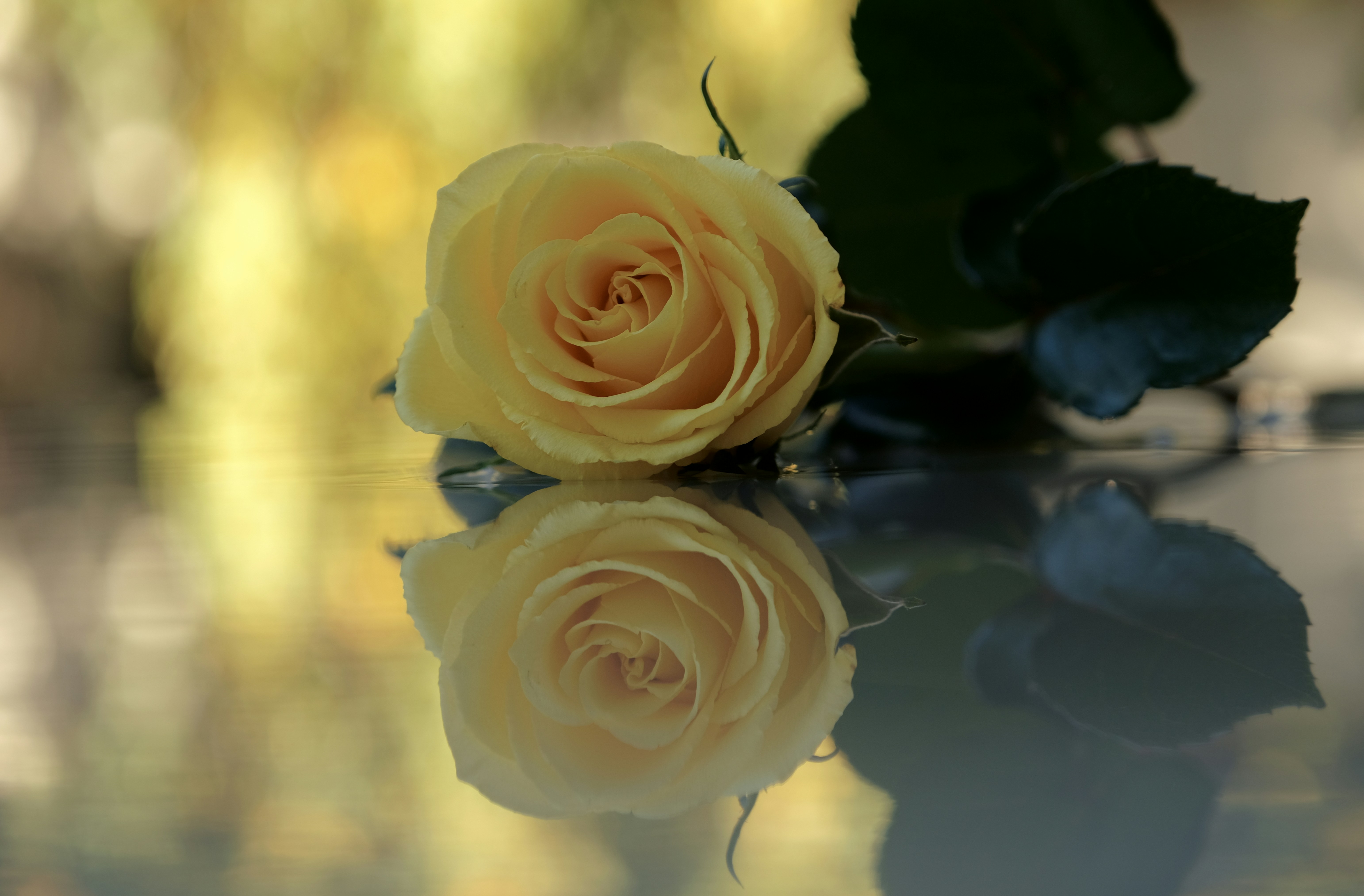a yellow rose sitting on top of a table