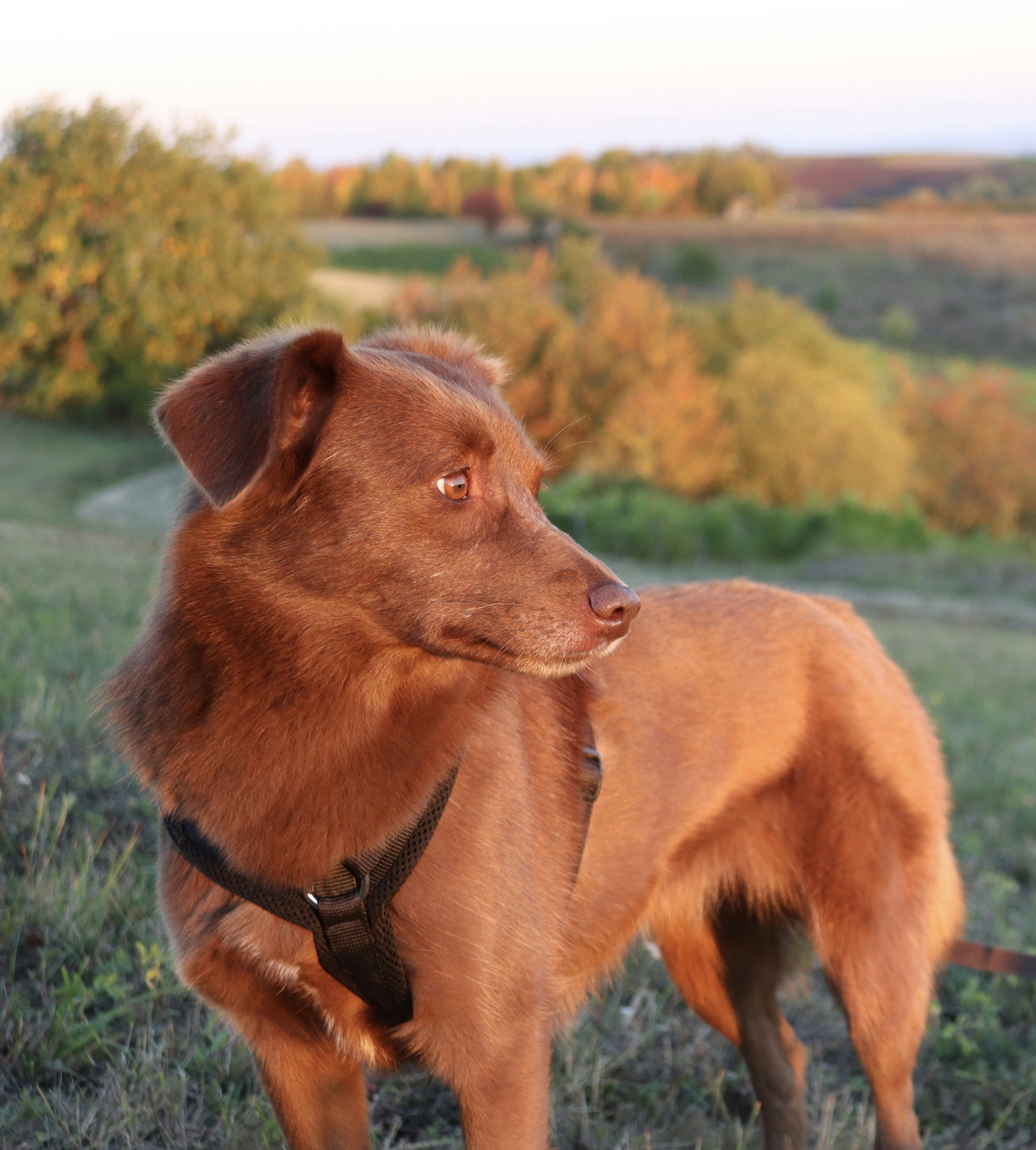 Autumn Light on a Rust-Coated Hound in a Rolling Meadow