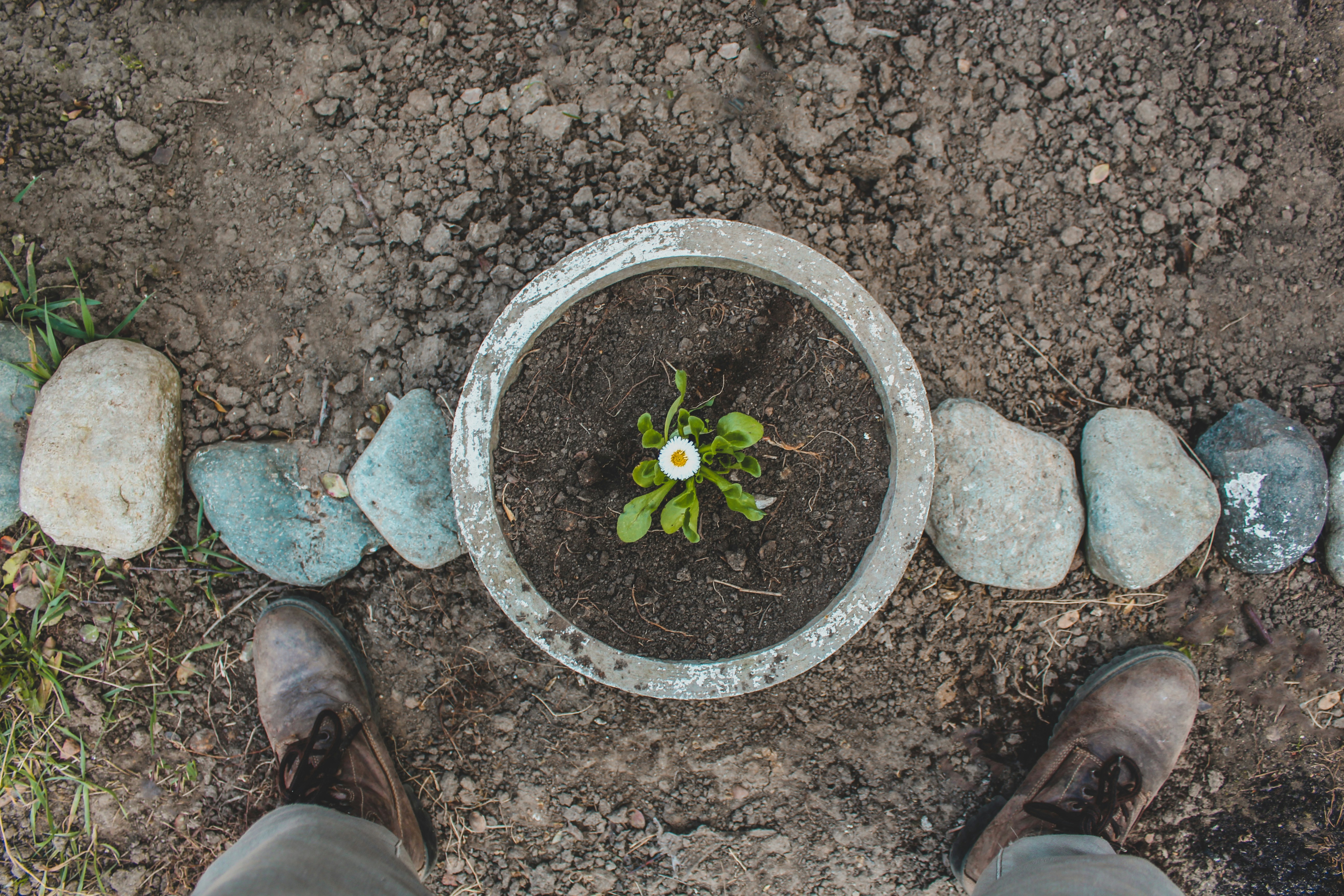 Centered Seedling in a Concrete Ring, Framed by Pebbles and Boots