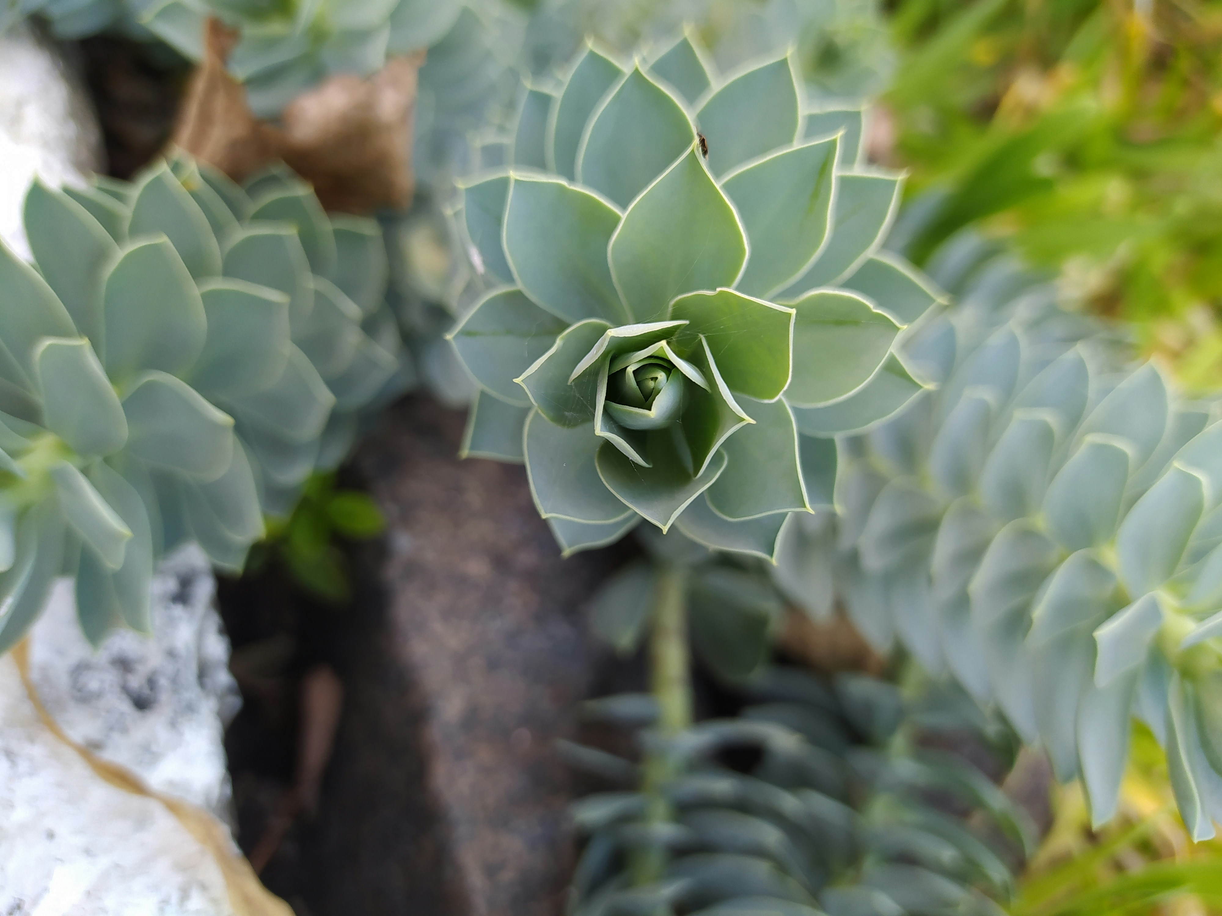 Close-up of a green echeveria rosette with layered leaves, framed by neighboring succulents and a rocky background. Natural lighting brings out subtle color and texture in the leaves.