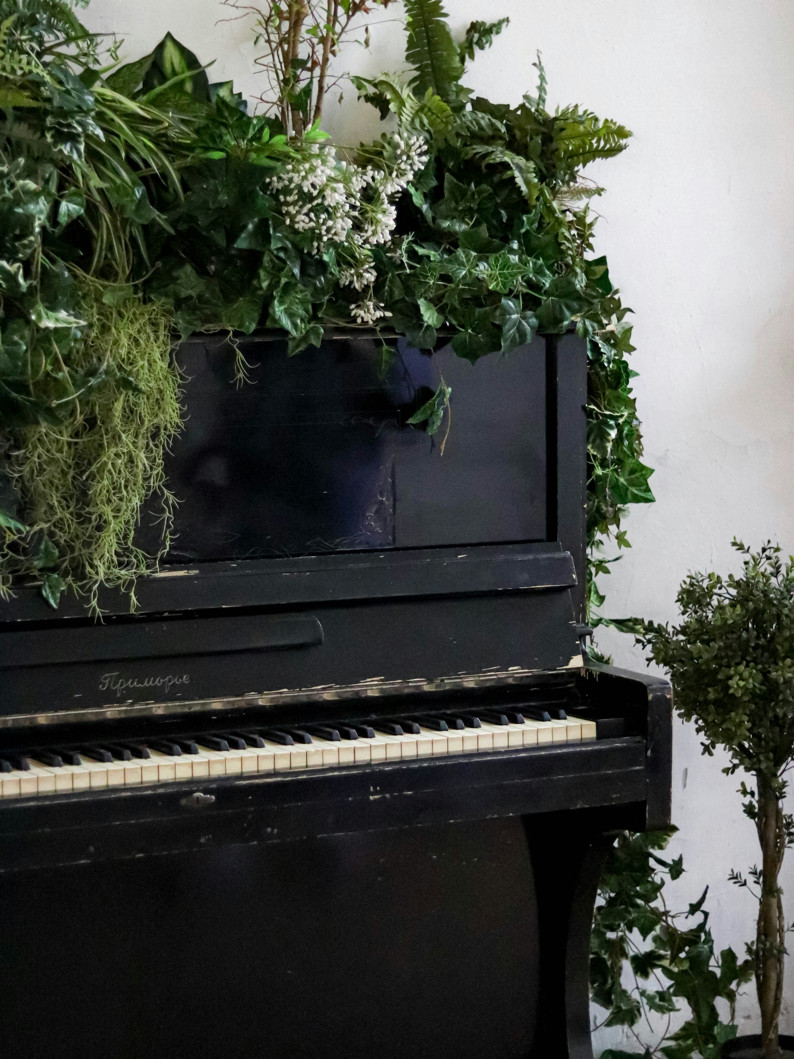 A piano with plants growing on top of it photo – Free Plant Image on ...