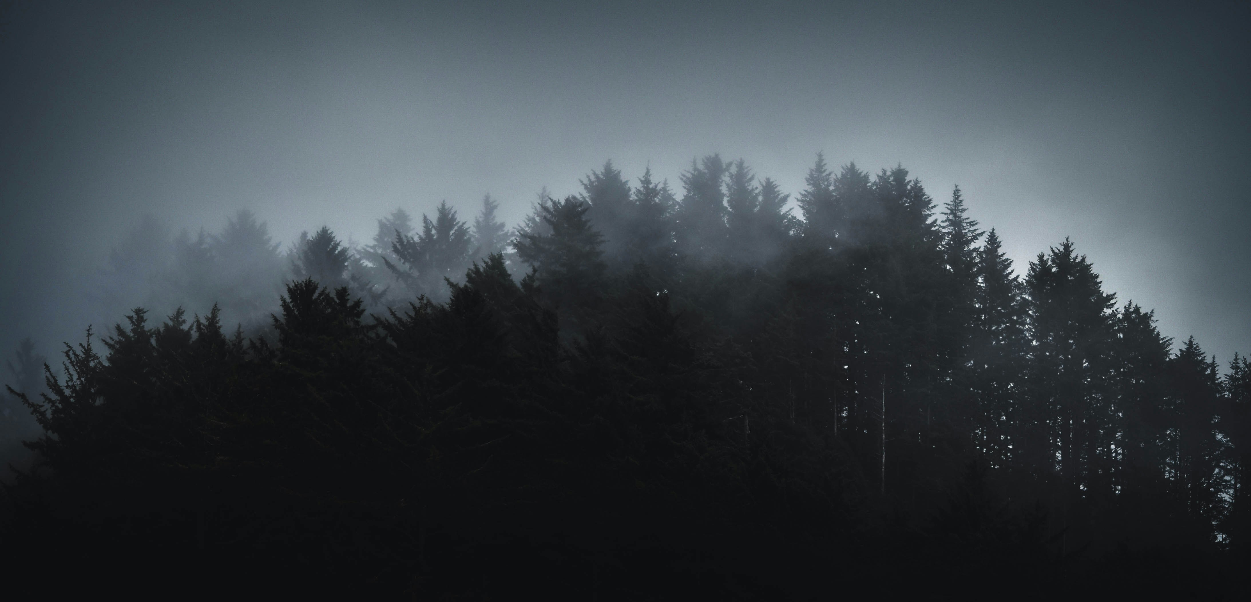 Dark Forest Tumblr Background