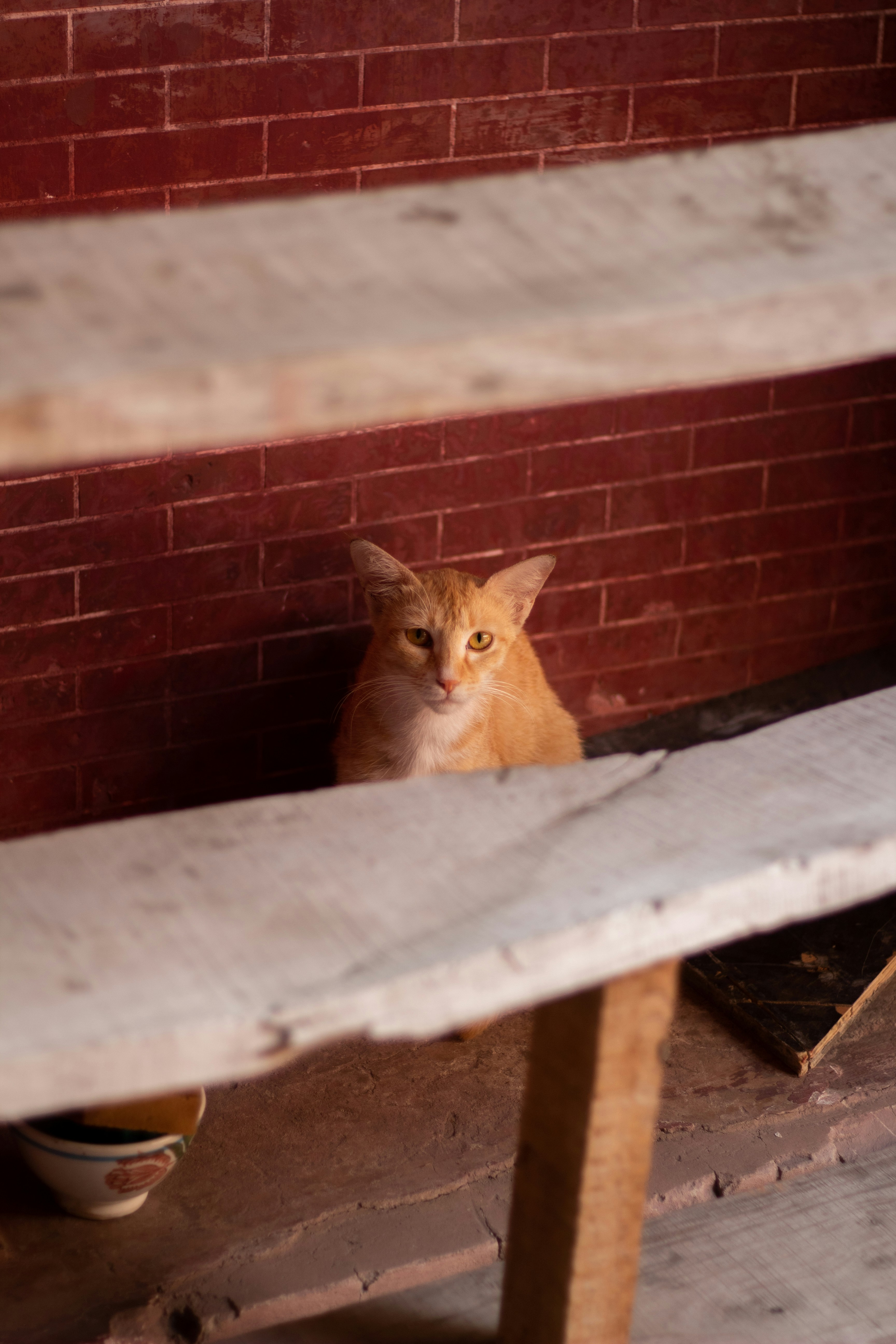 Hidden Purr: A Sunlit Orange Cat Stares Up from the Steps