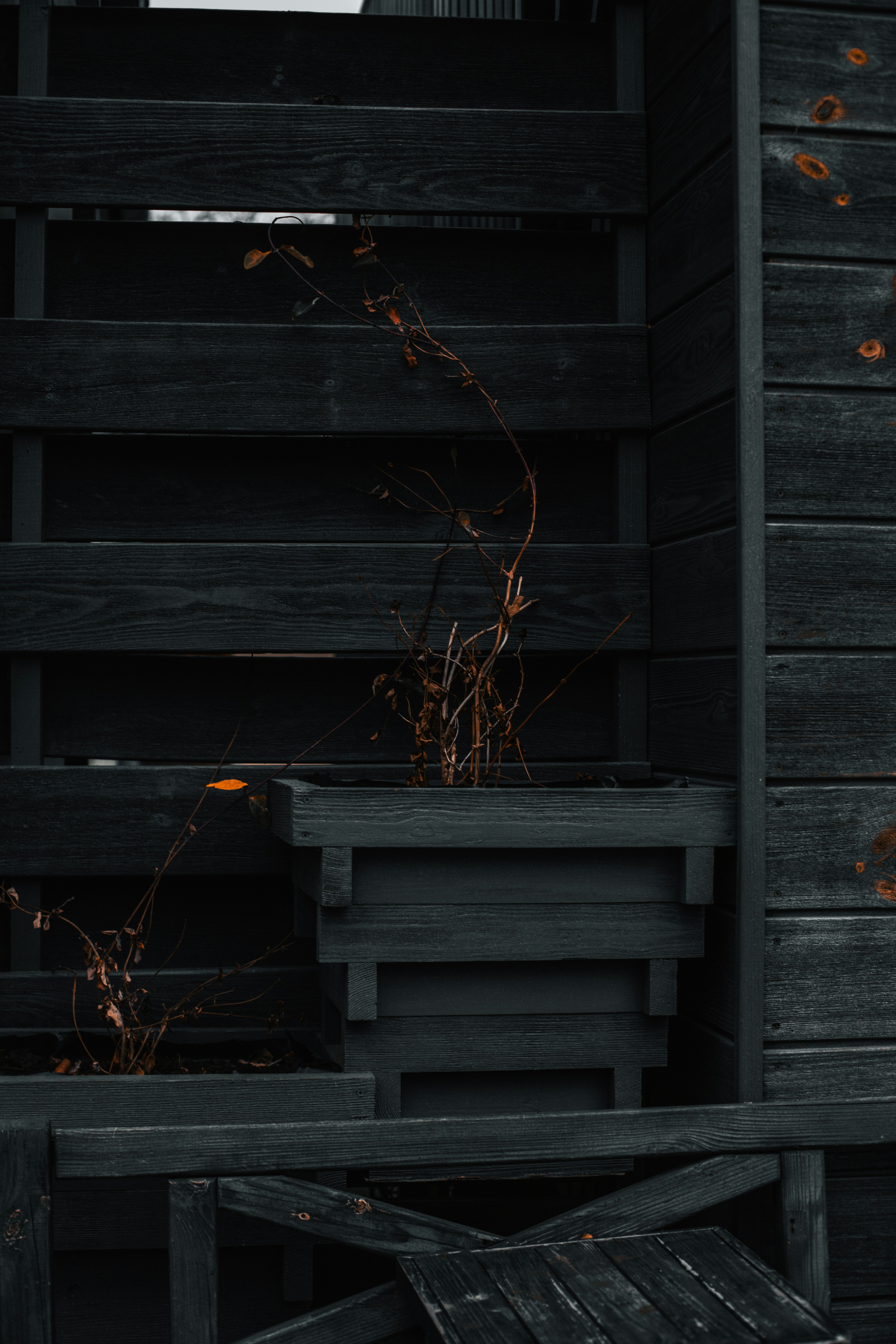 Desaturated Vines Claim a Dark Facade