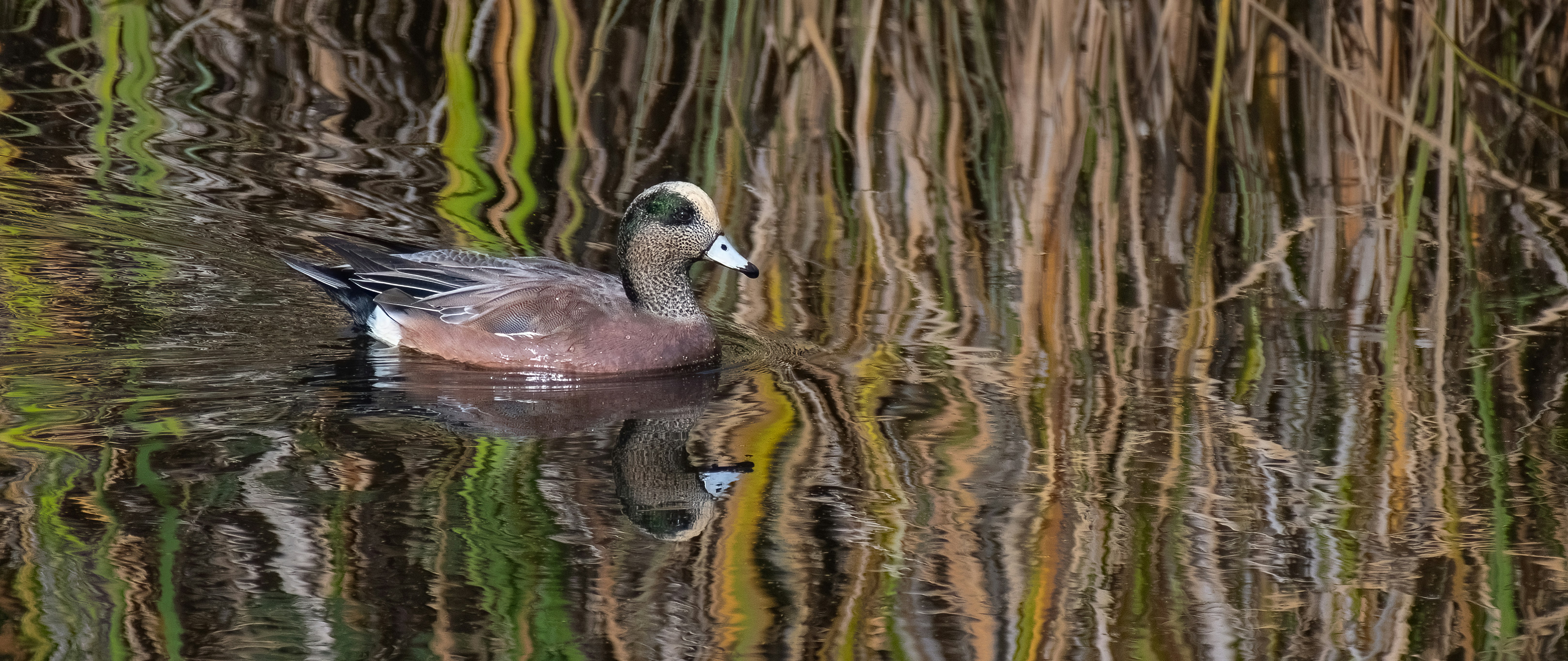 Emerald-eyed Diver: A Mallard Amid Wavy Reeds