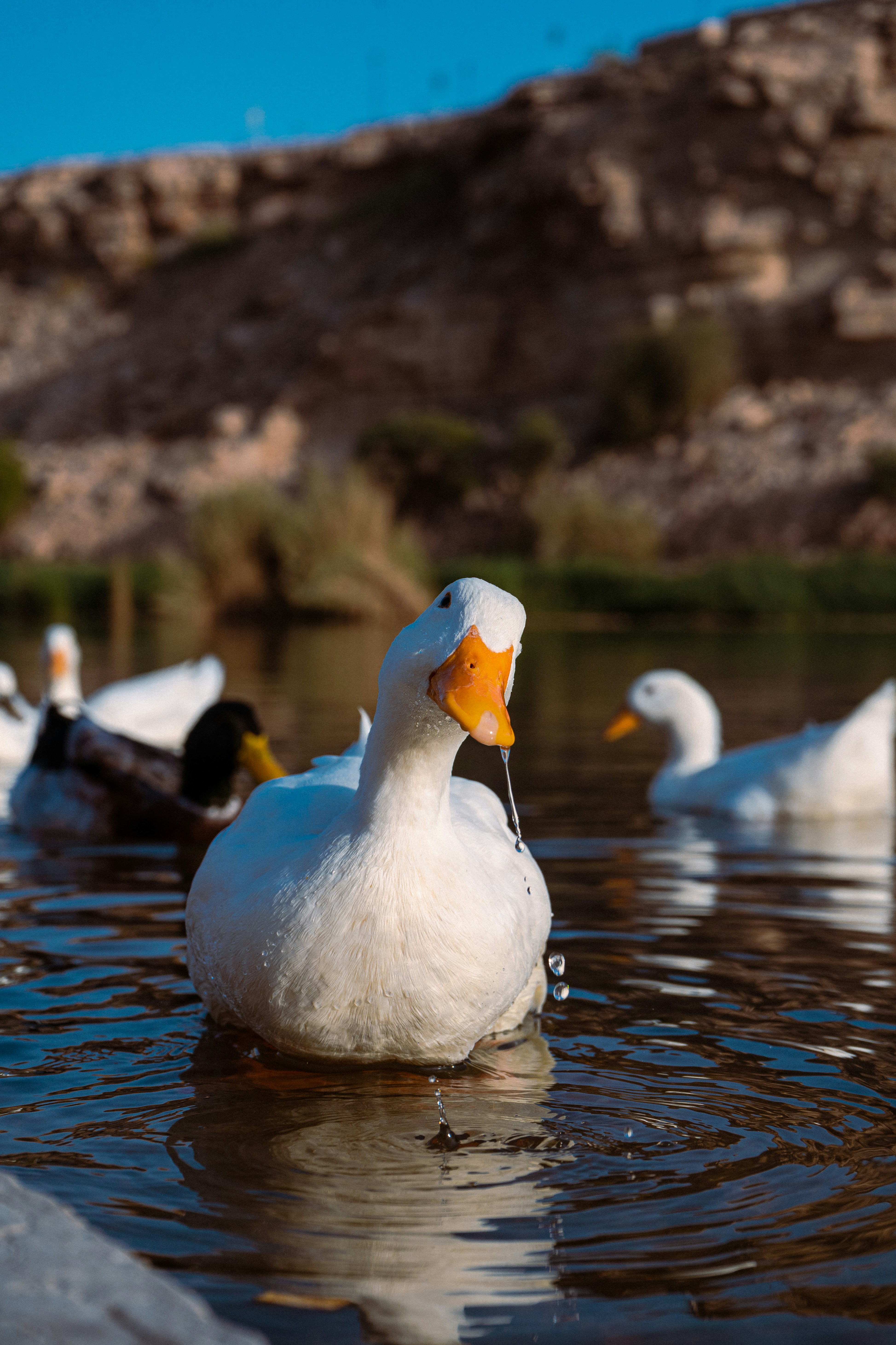 A white duck splashes water while others swim in the background, set against a rocky landscape under a clear blue sky.