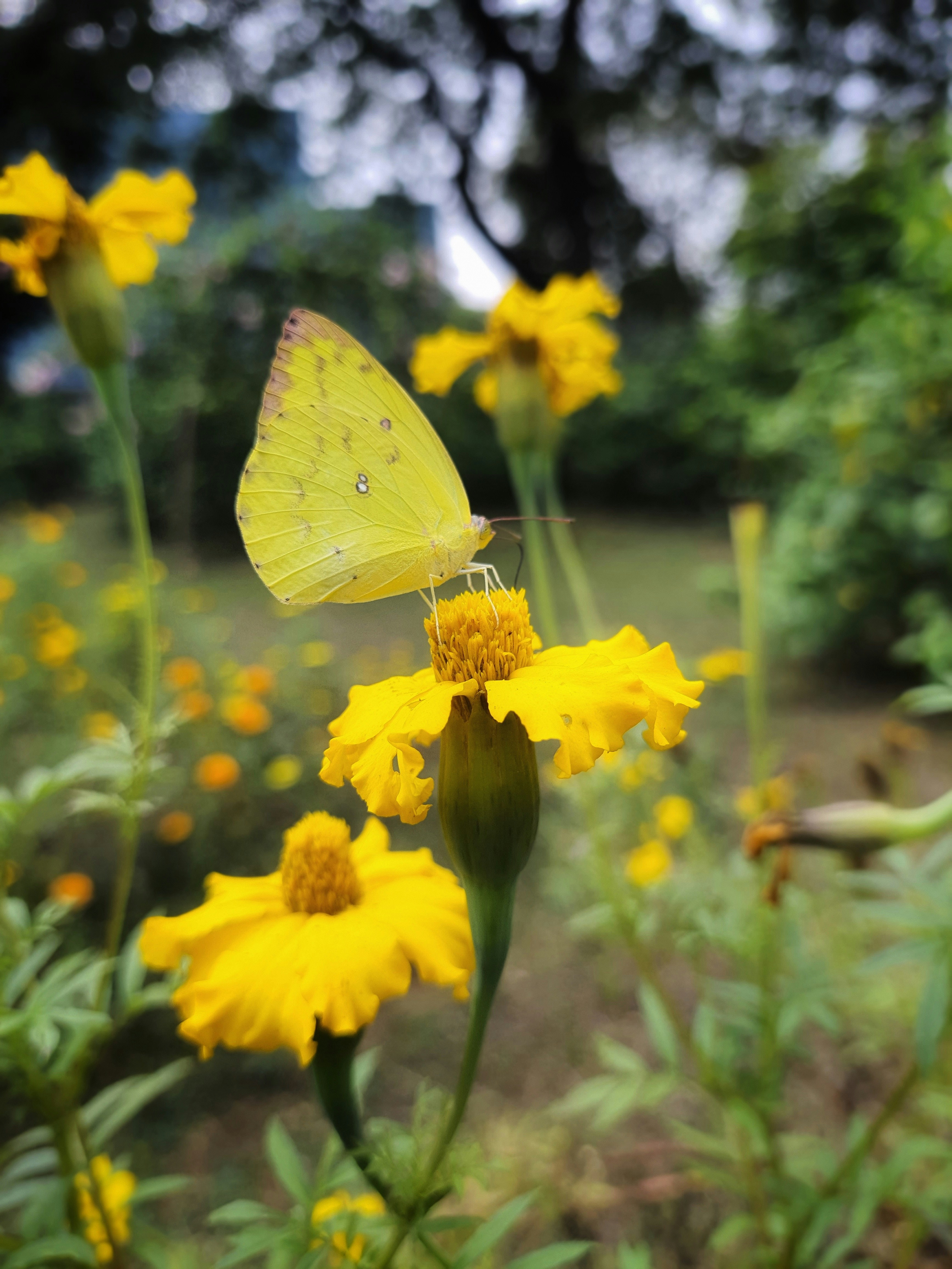 Butterfly on a Sunlit Marigold: a quiet moment amid a sea of yellow