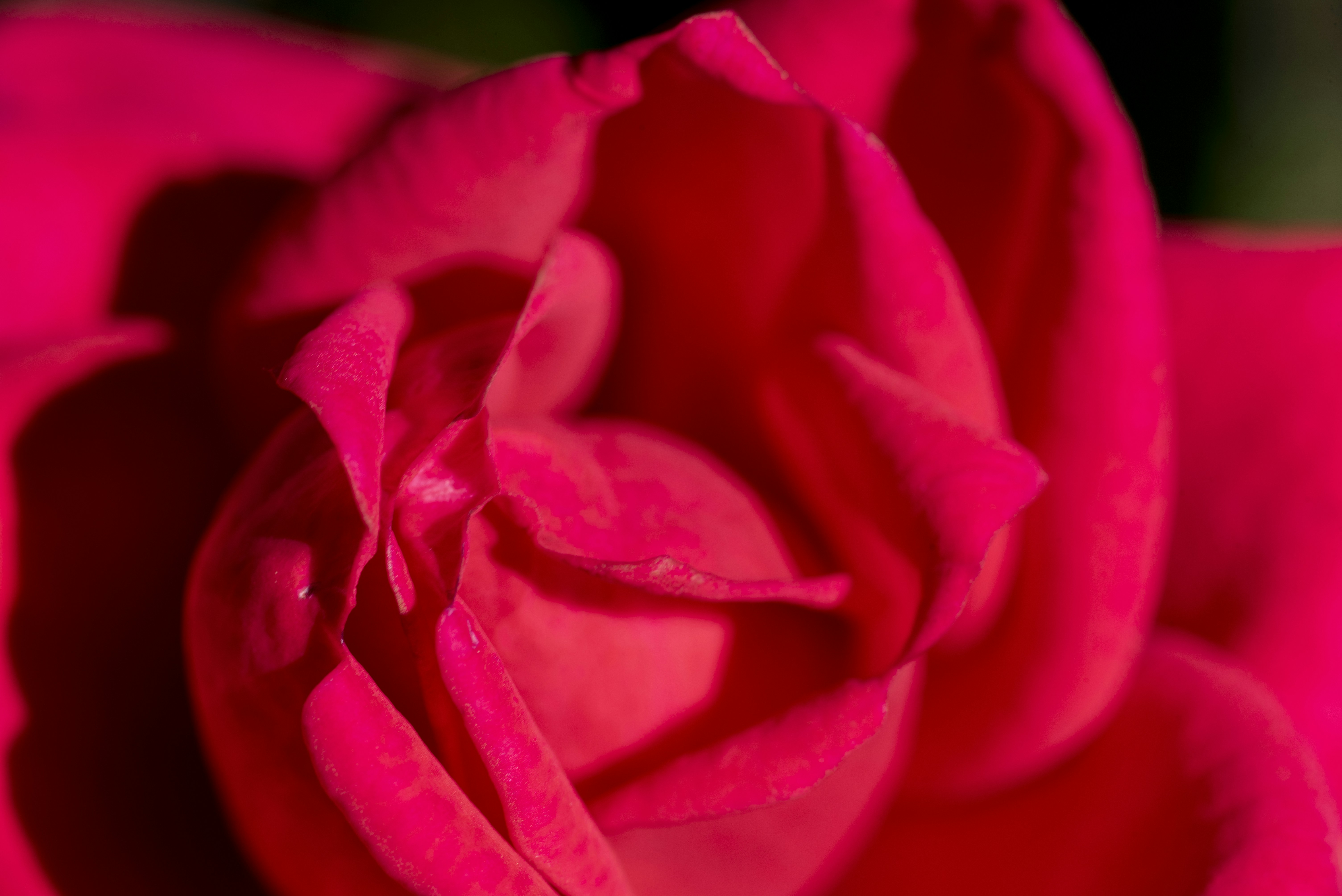 Close-up of a vibrant pink rose, showcasing its intricate petal structure and soft textures.