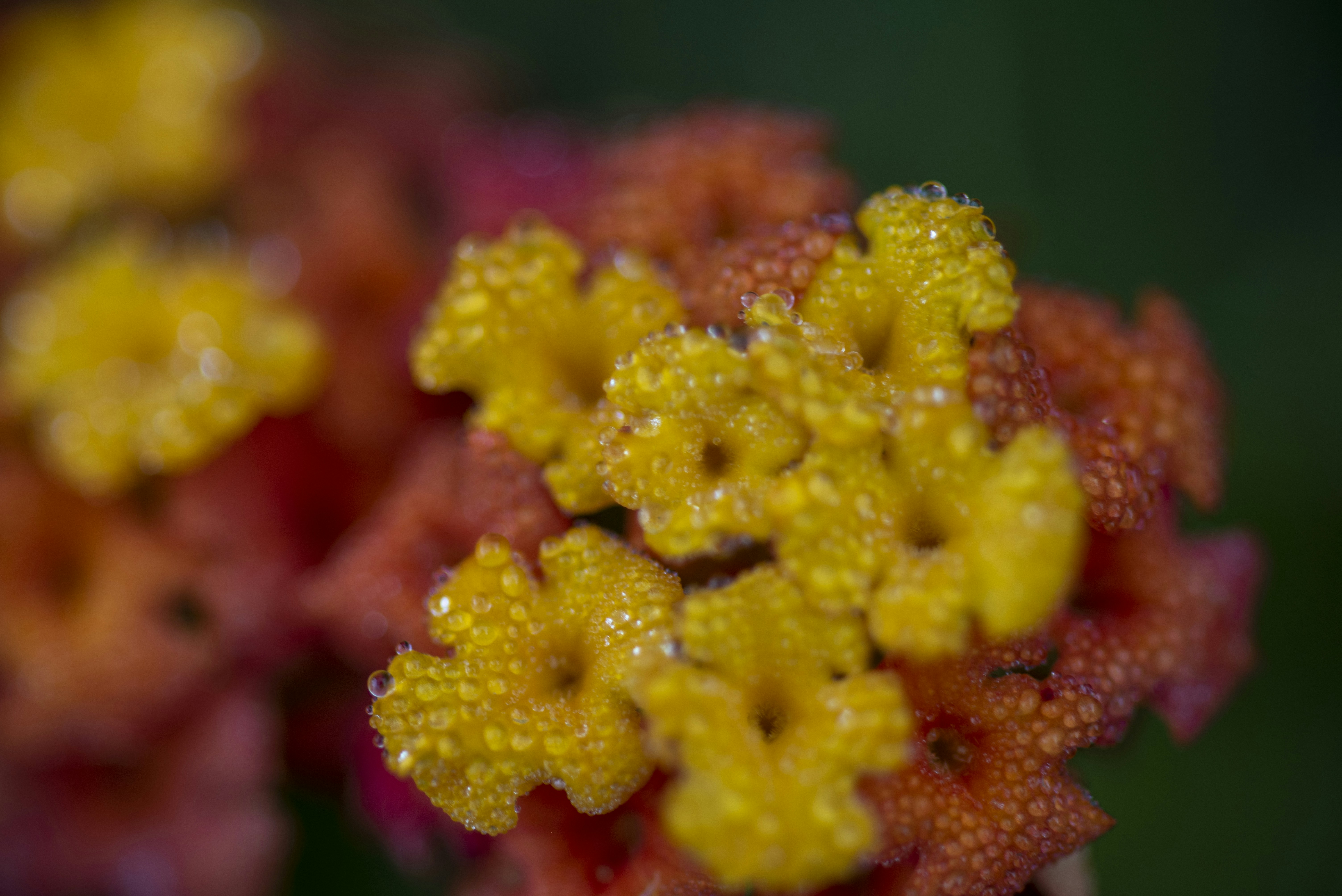 Tiny Sunbursts: Macro Portrait of Yellow Lantana Blossoms in Warm Hues